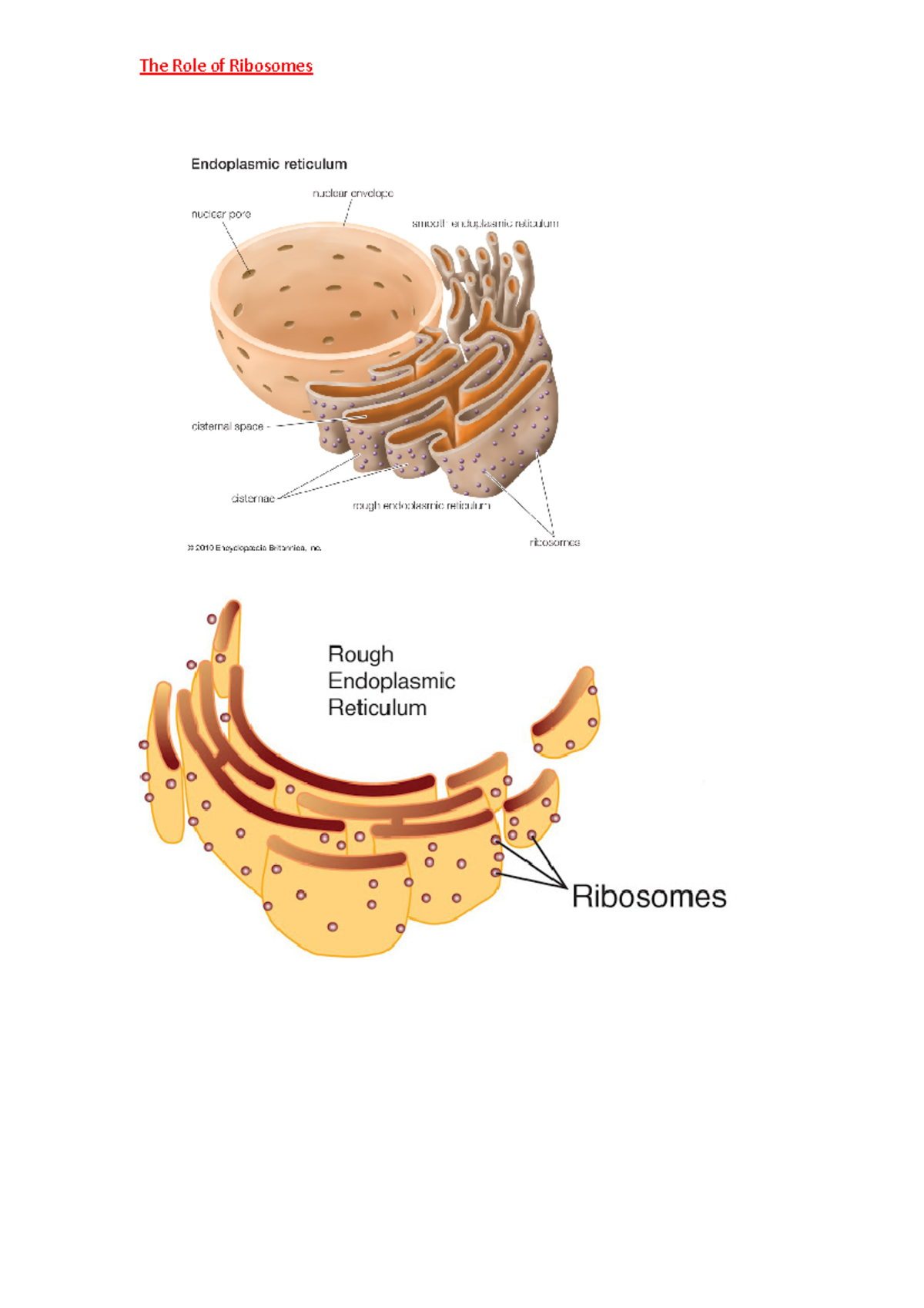 Week 14 - Lecture notes 14 - The Role of Ribosomes Cell component ...