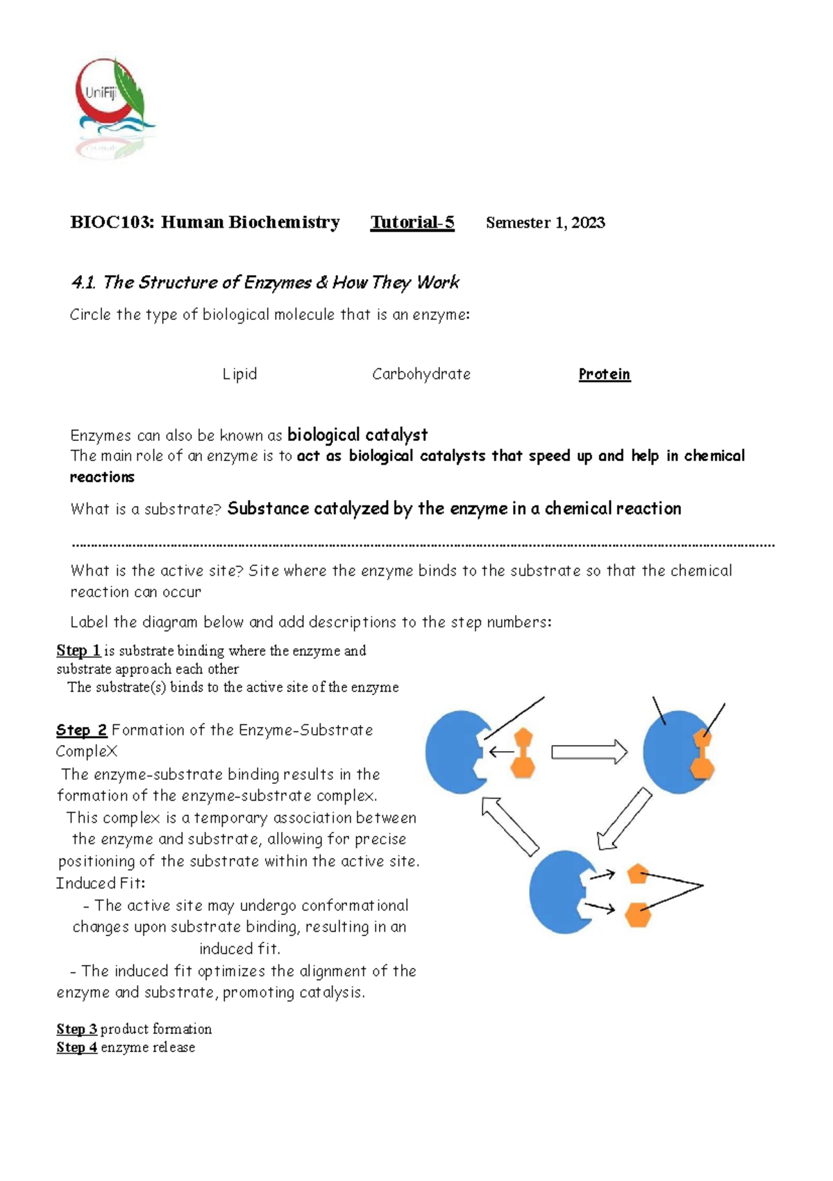 Tutorial 5 - biochem notes - BIOC103: Human Biochemistry Tutorial-5 ...