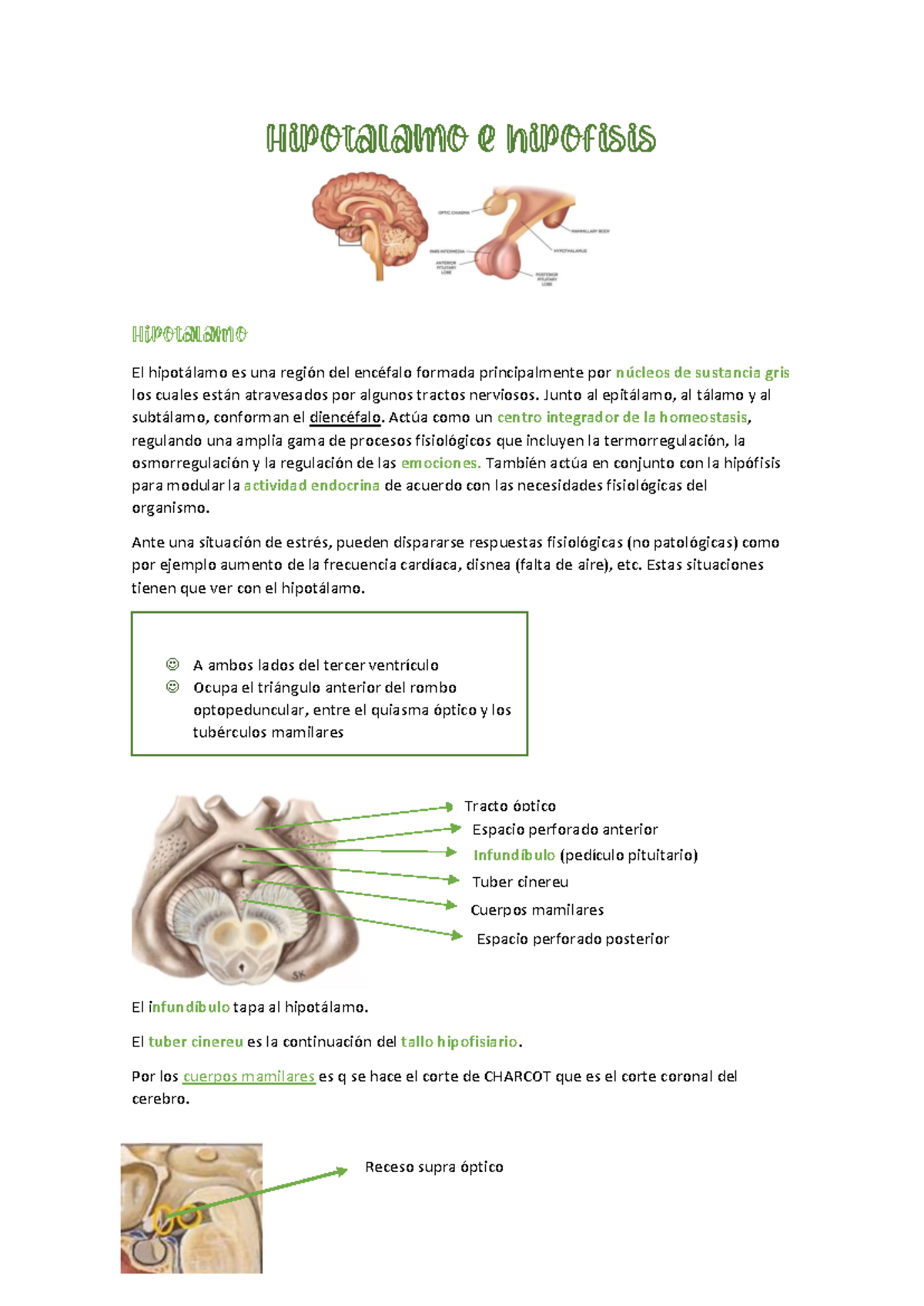 Hipotalamo e hipofisis - Hipotalamo e hipofisis Hipotalamo El hipotálamo es una región del ...