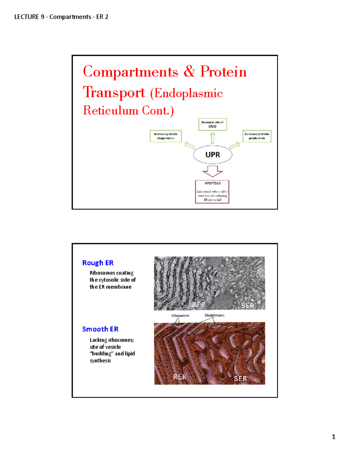 Lecture 09 - Compartments and Targeting ER 2 - Compartments & Protein ...
