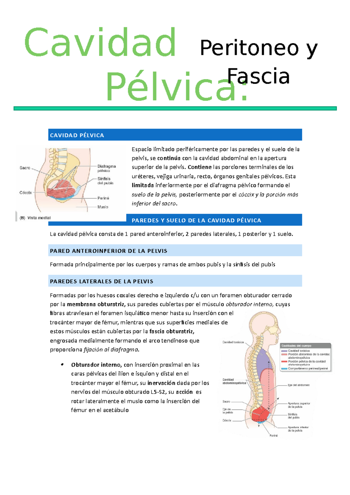 Anatomía, Cavidad pélvica - CAVIDAD PÉLVICA Espacio limitado ...