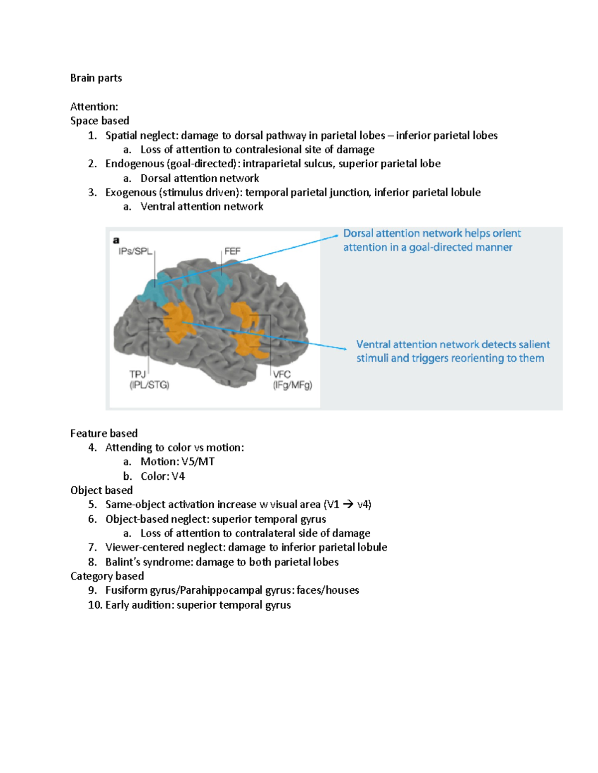 Facts - Summary Cognitive Neuroscience - Brain parts Attention: Space ...