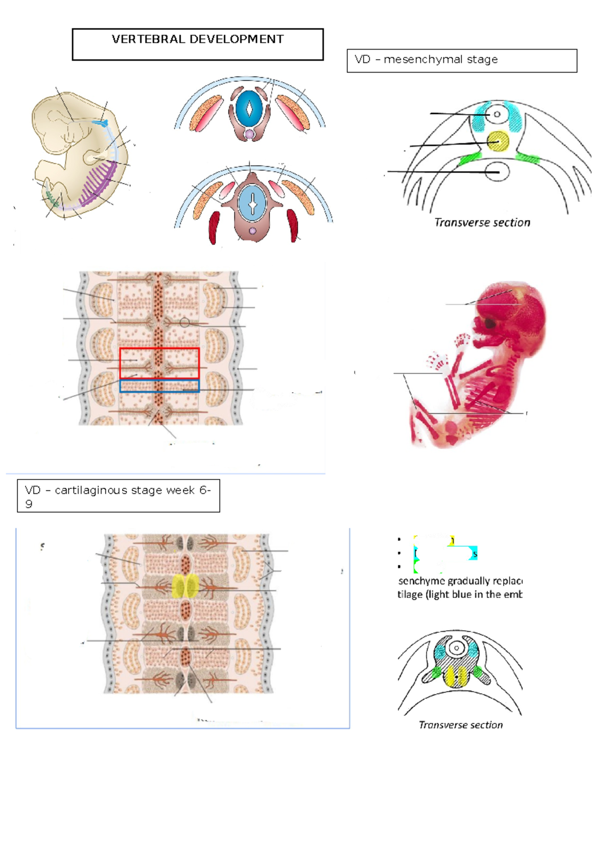 Vertebral column lecture - ANHB2212 - VERTEBRAL DEVELOPMENT VD ...