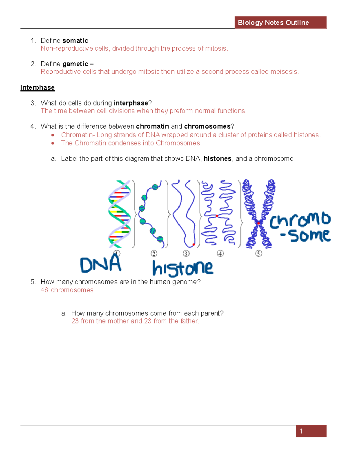 Biology cell reproduction notes - Define somatic – Non-reproductive ...