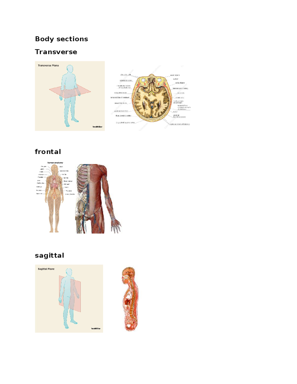 Body sections - Studocu