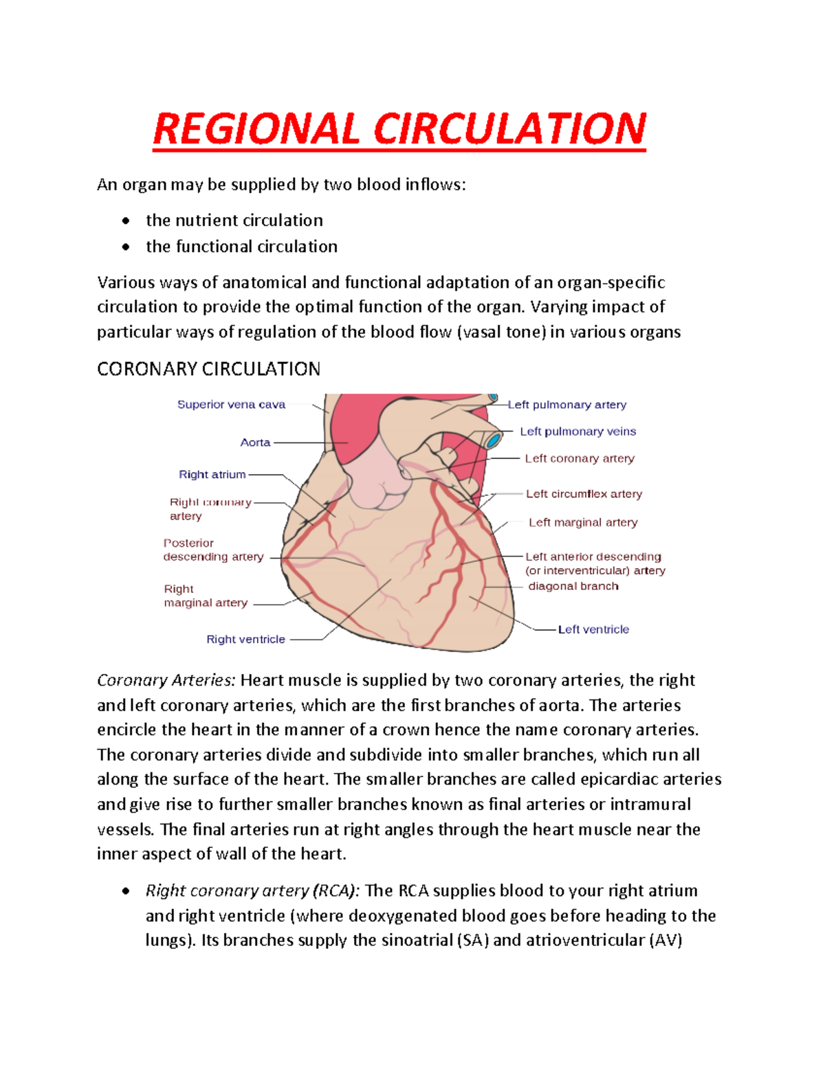 Regional Circulation - REGIONAL CIRCULATION An organ may be supplied by ...