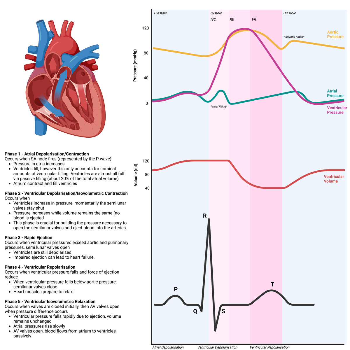 Heart Rhythm - Biorender - 120 80 40 Volume (ml) Phase 1 - Atrial ...
