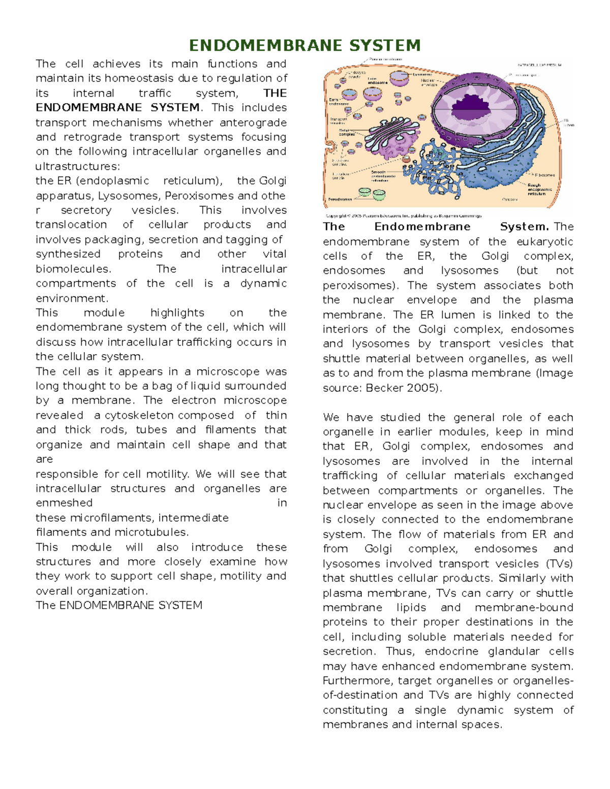 Endomembrane System - CMB - ENDOMEMBRANE SYSTEM The cell achieves its main functions and ...
