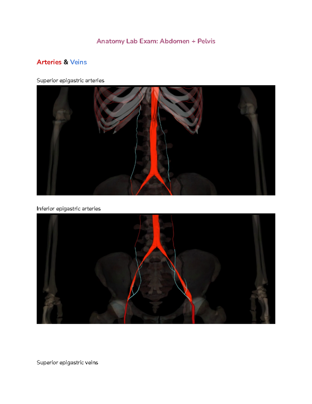 Anatomage Lab Abdomen and Pelvis - Anatomy Lab Exam: Abdomen + Pelvis ...