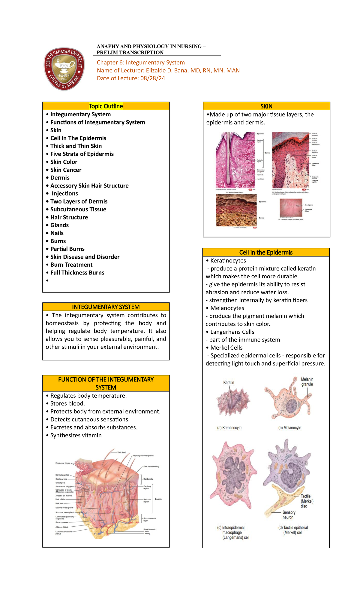 Chapter 6 D Integumentary System 2 Chapter 6 Integumentary System