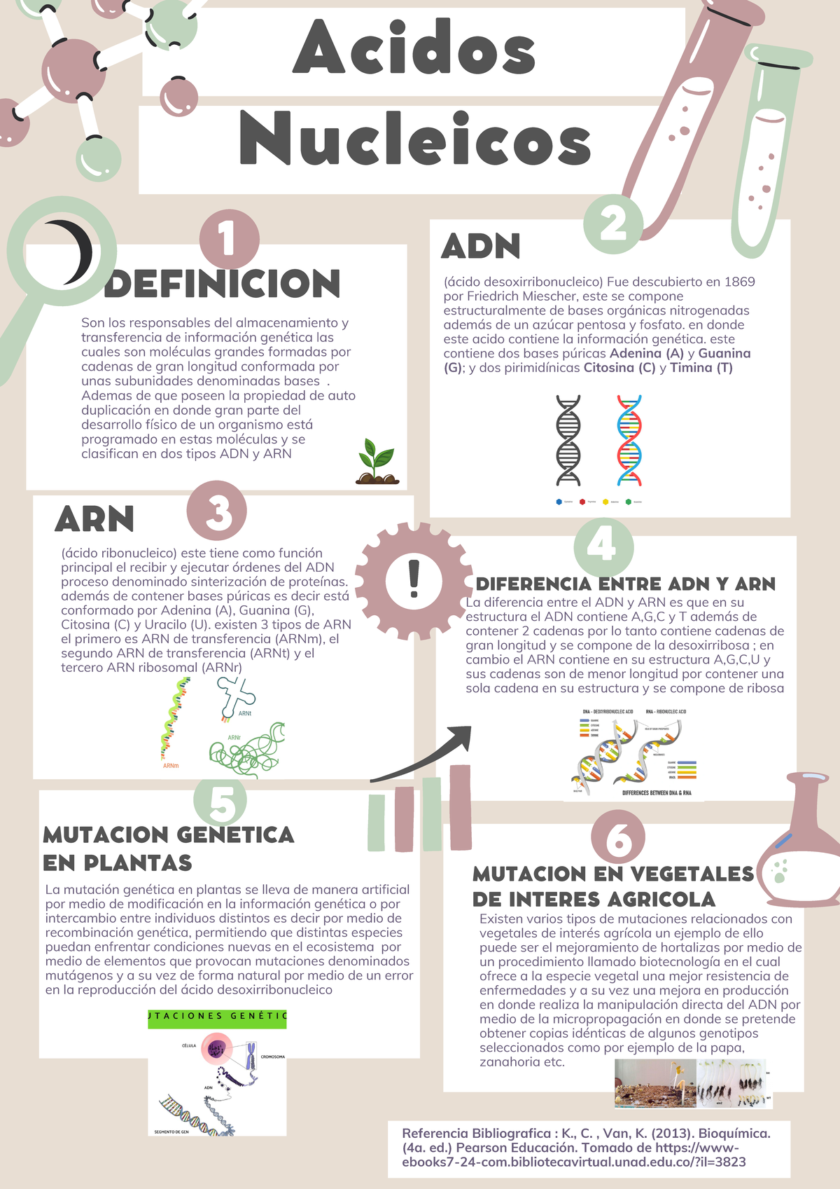 Póster Bioquimica - poster requerido en la actividad 2 - Acidos Nucleicos DEFINICION ARN La ...