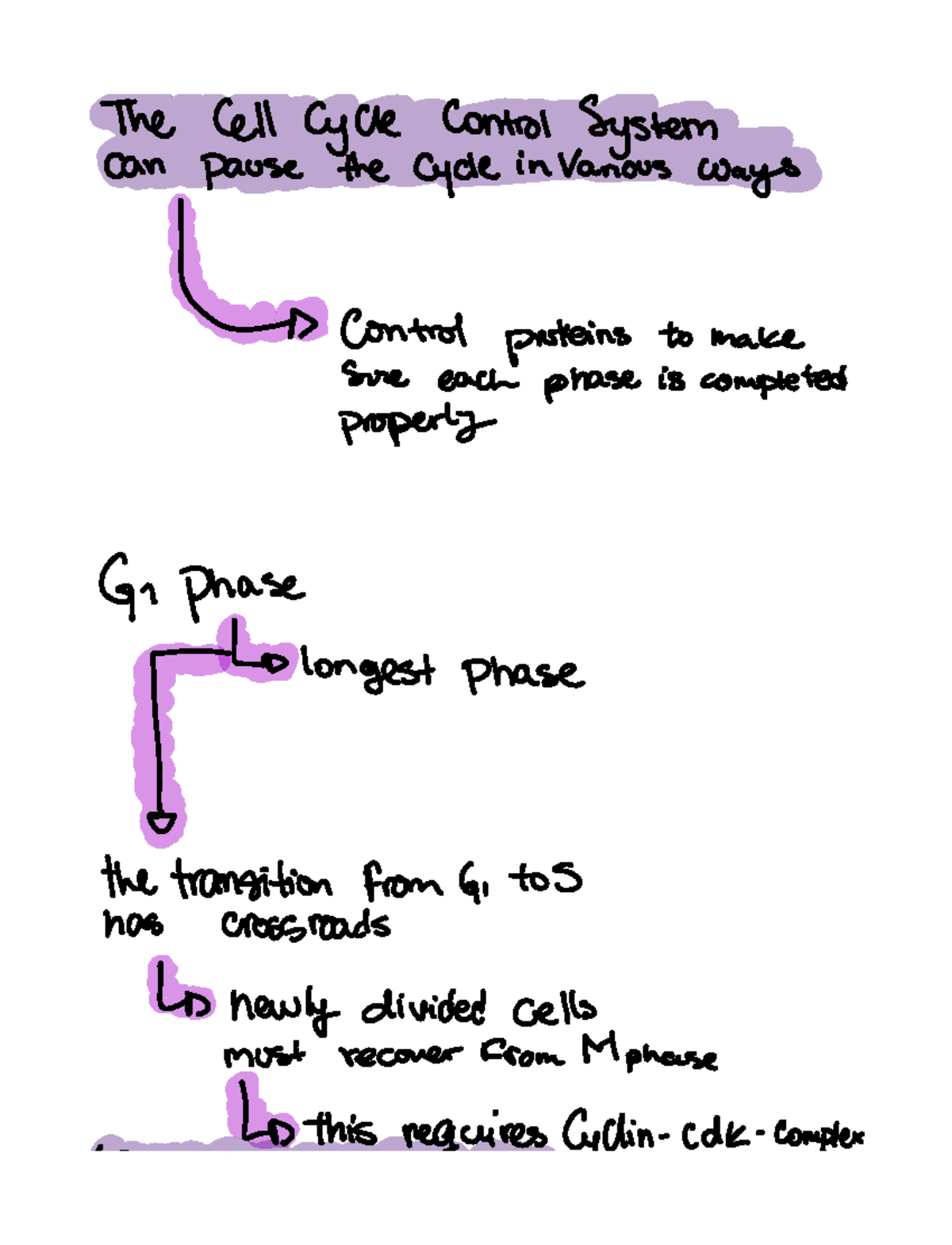 Week 13 - n/a - The Cell Cycle Control System can pause the Cycle in ...