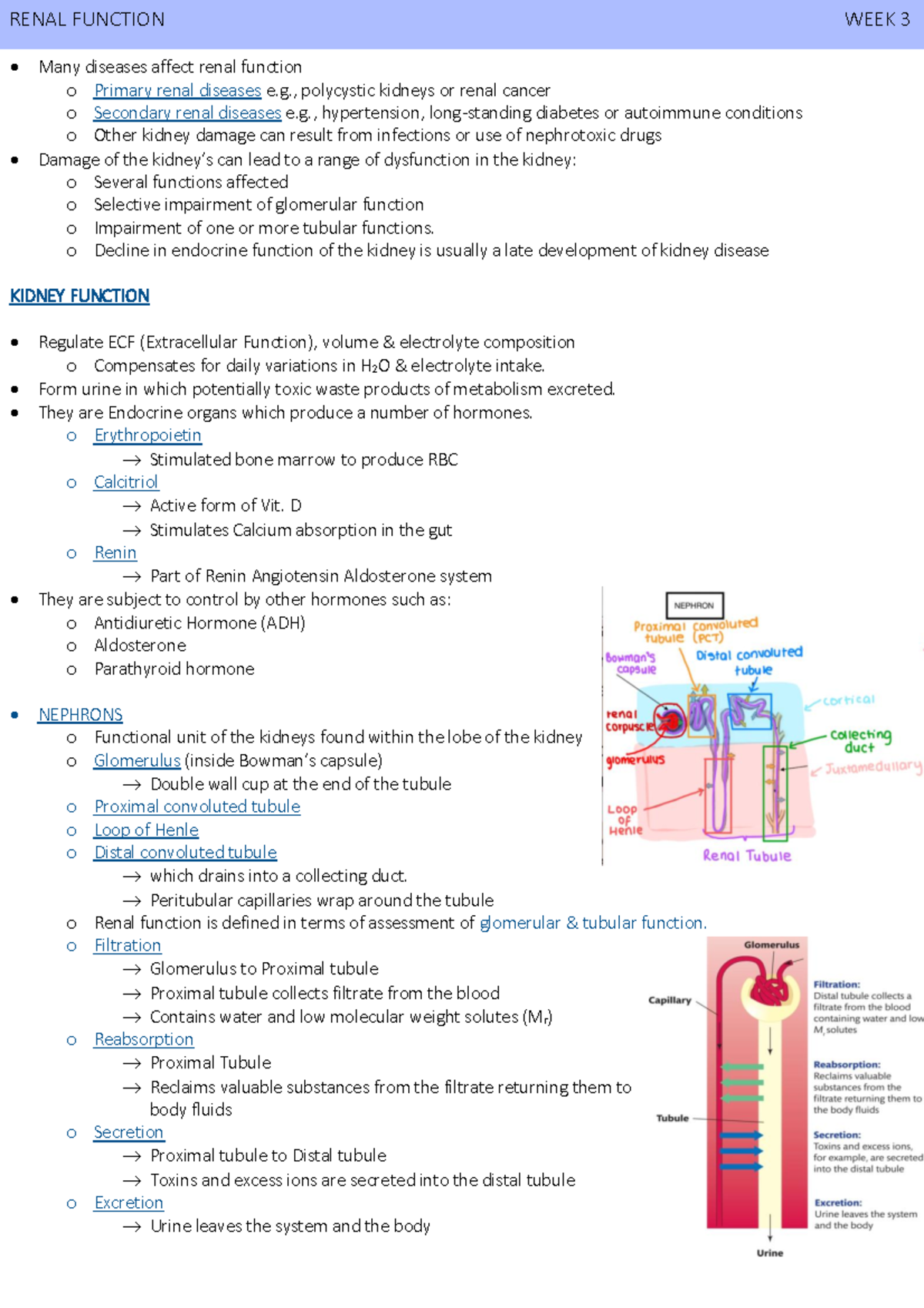 renal system notes - Many diseases affect renal function o Primary ...