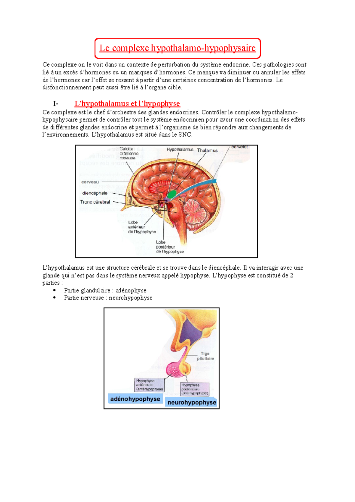 Chapitre 3: Le complexe hypothalamo-hypophysaire - Le complexe hypothalamo-hypophysaire Ce ...