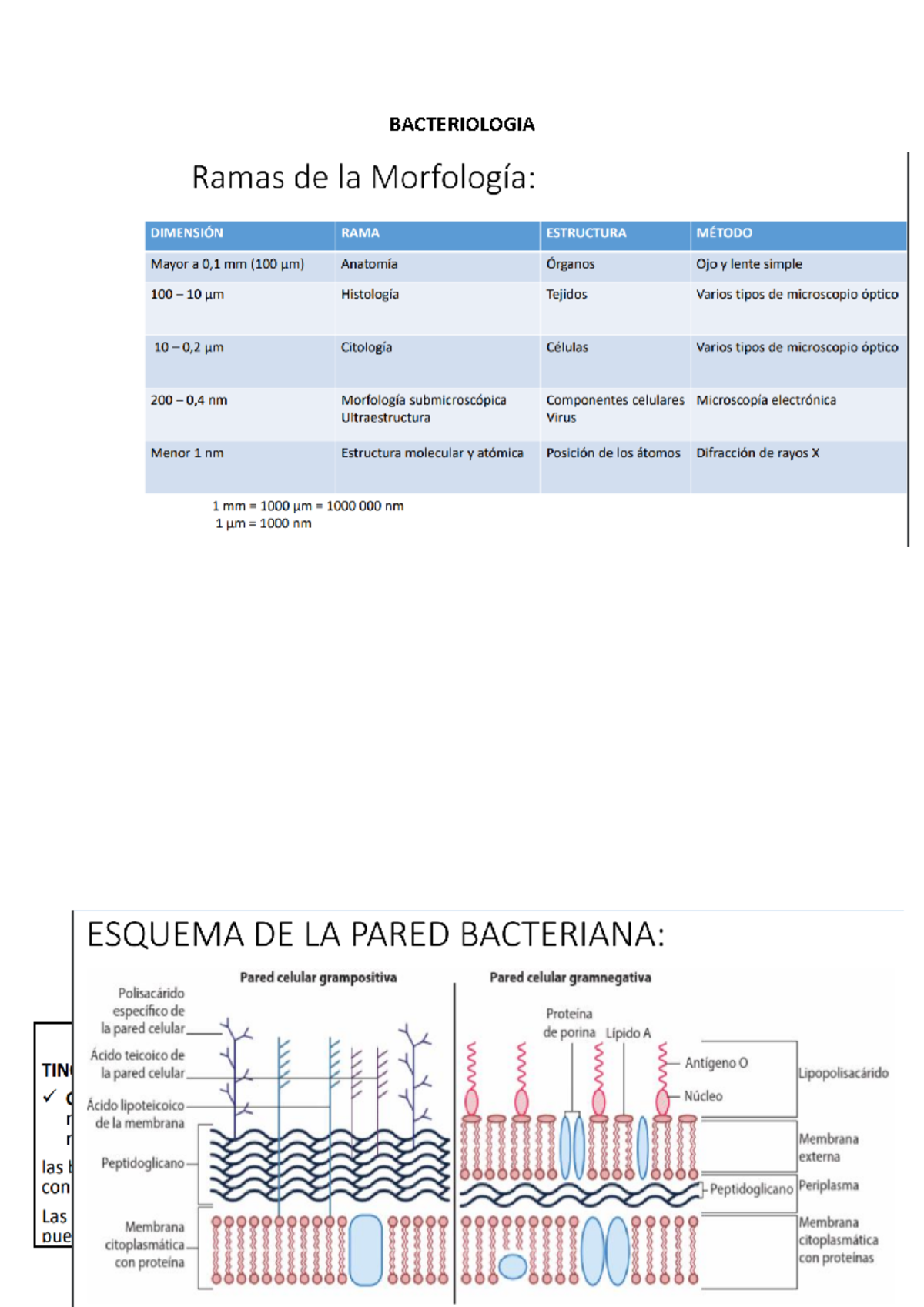 Bacteriologia - Apuntes 1 - Bacteriología - BACTERIOLOGIA - Studocu
