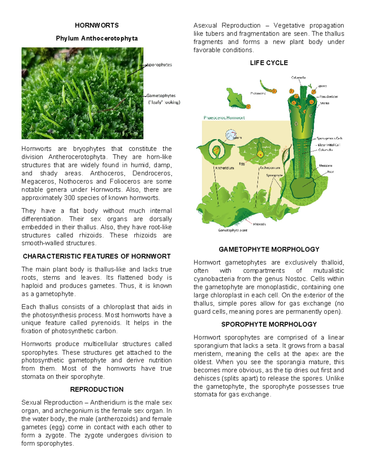 Phyla AND Bryophytes - General Botany - HORNWORTS Phylum ...