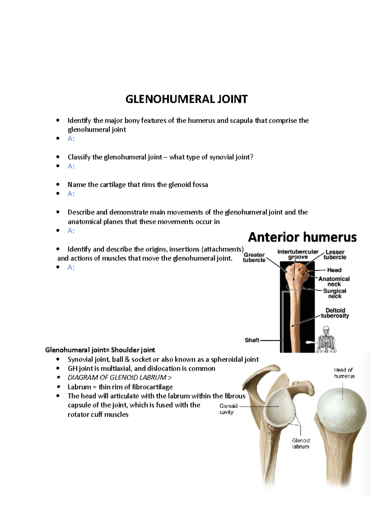 HUBS1105 upper arm muscles and joints - GLENOHUMERAL JOINT Identify the ...