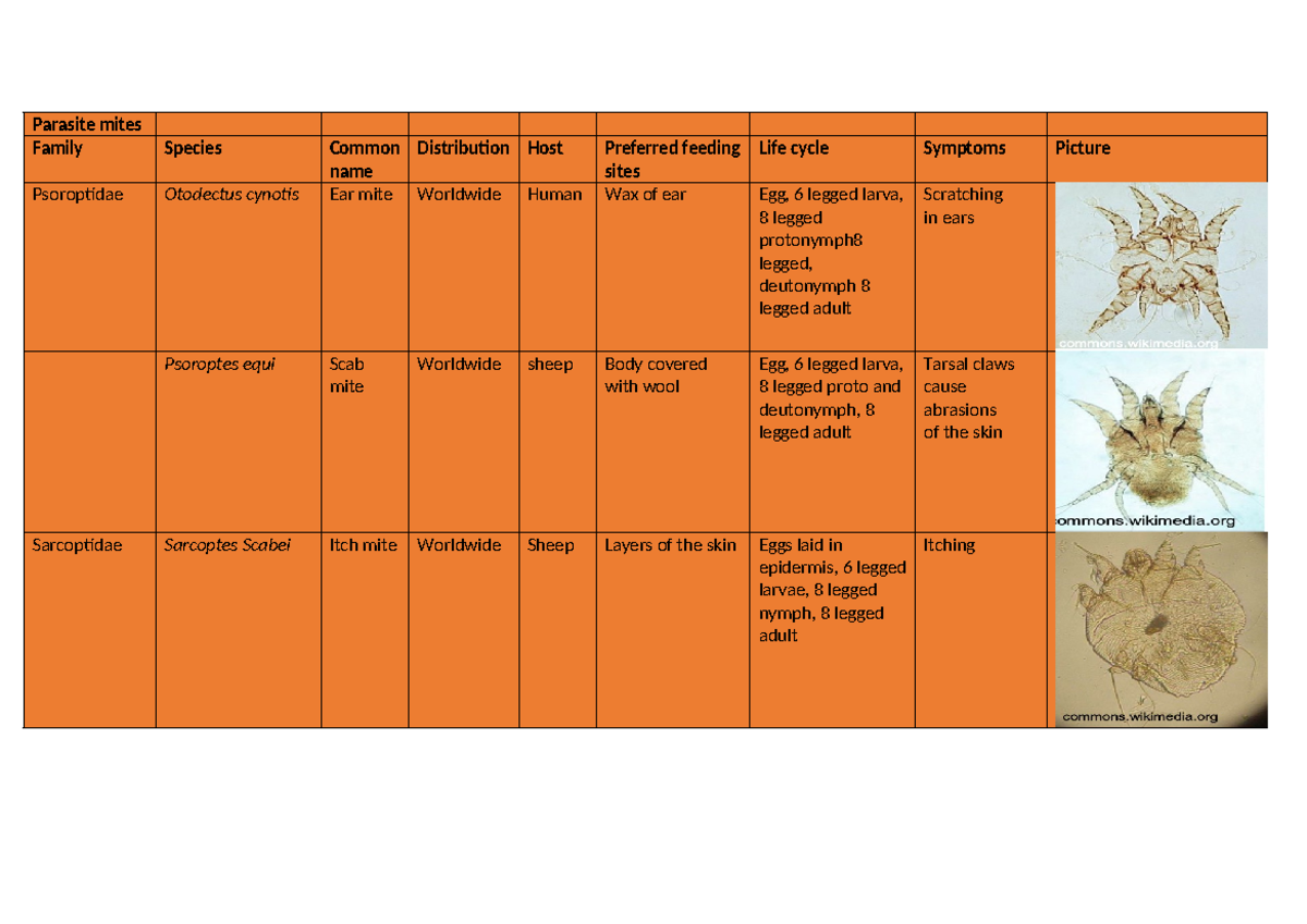 Practical 2 - Summary Invertebrate biology - Parasite mites Family ...