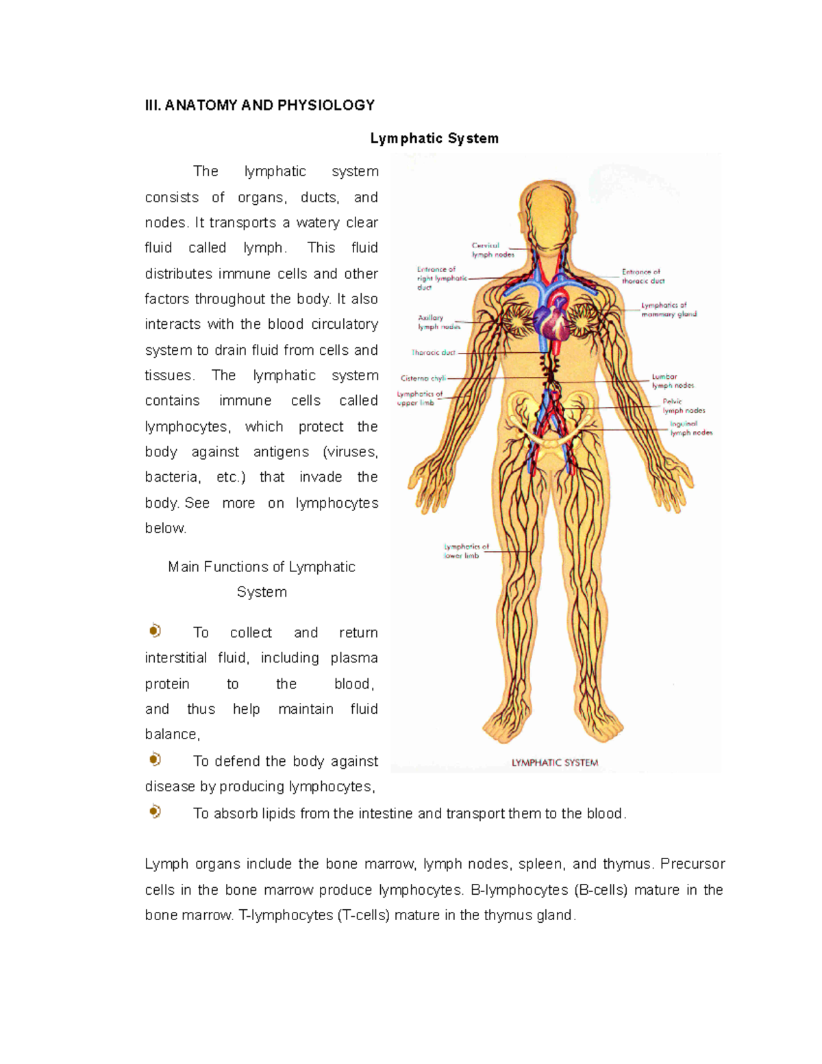 Anatomy and Physiology - III. ANATOMY AND PHYSIOLOGY Lymphatic System ...