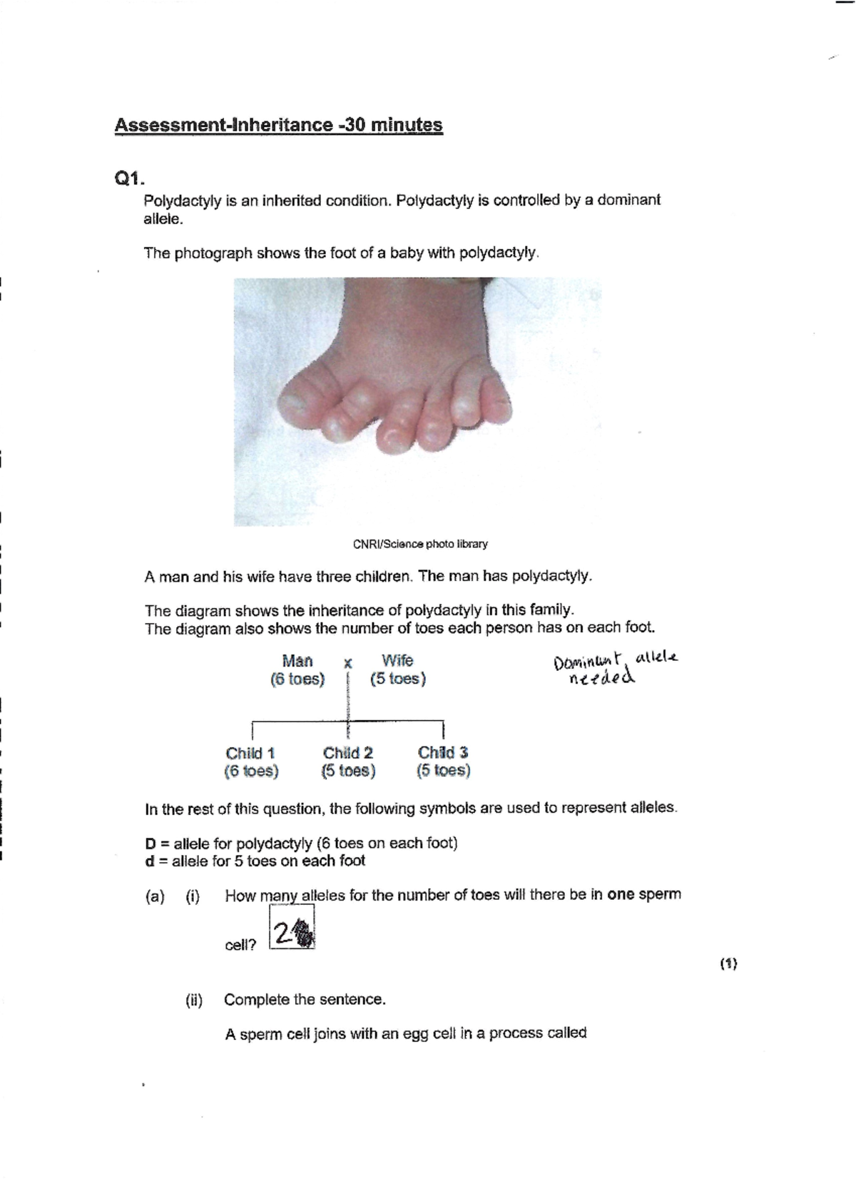 Assesment Inheritance - Studocu