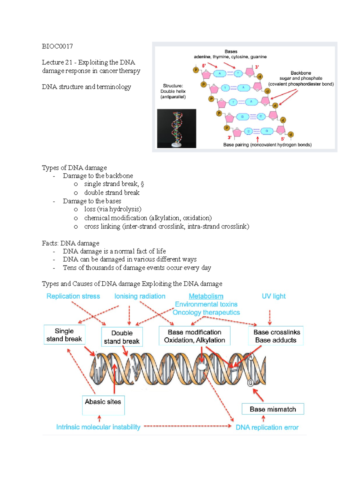 Lecture 21 b17 - BIOC Lecture 21 - Exploiting the DNA damage response in cancer therapy DNA ...