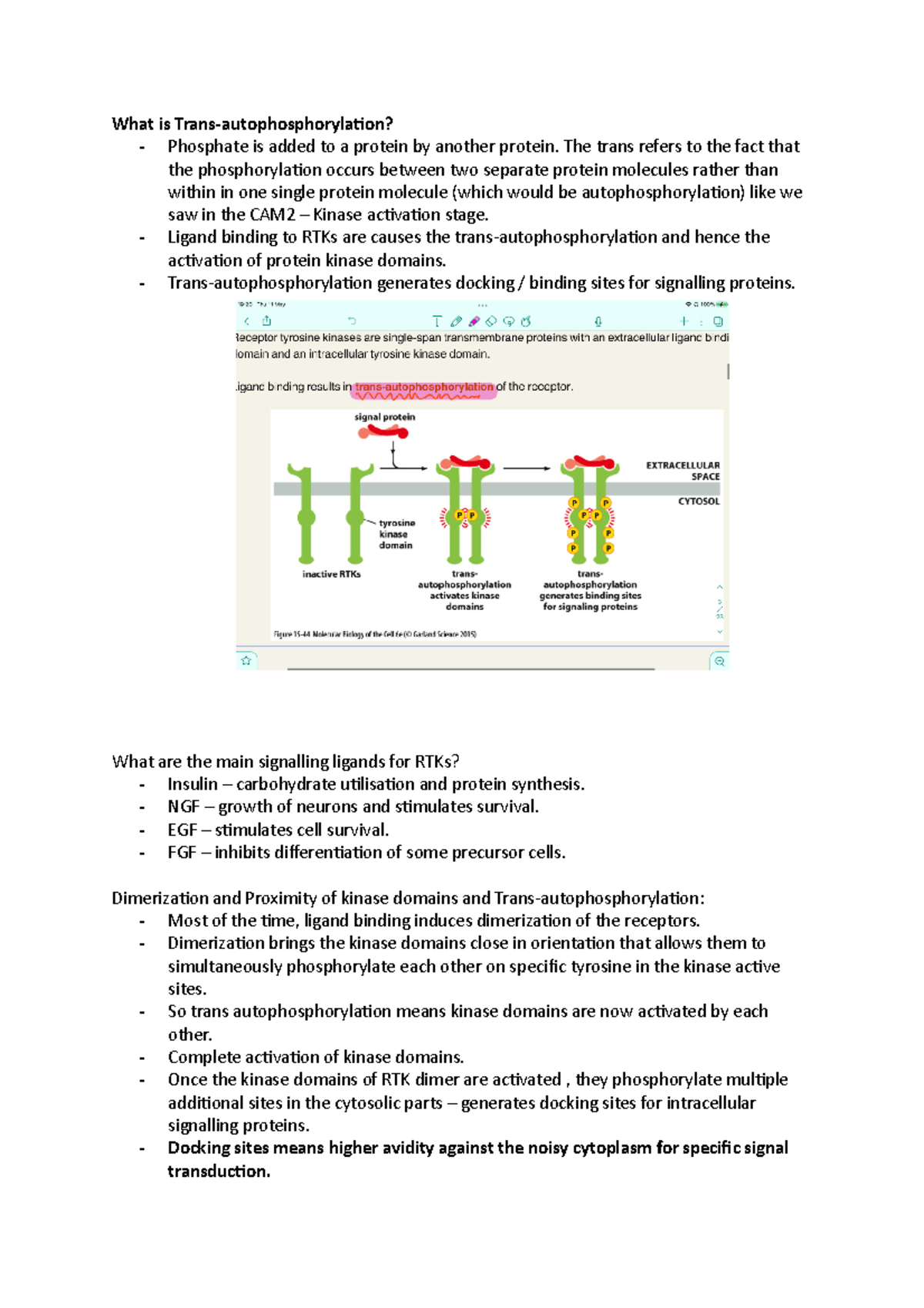 Receptor Tyrosine Kinase - What is Trans-autophosphorylation ...