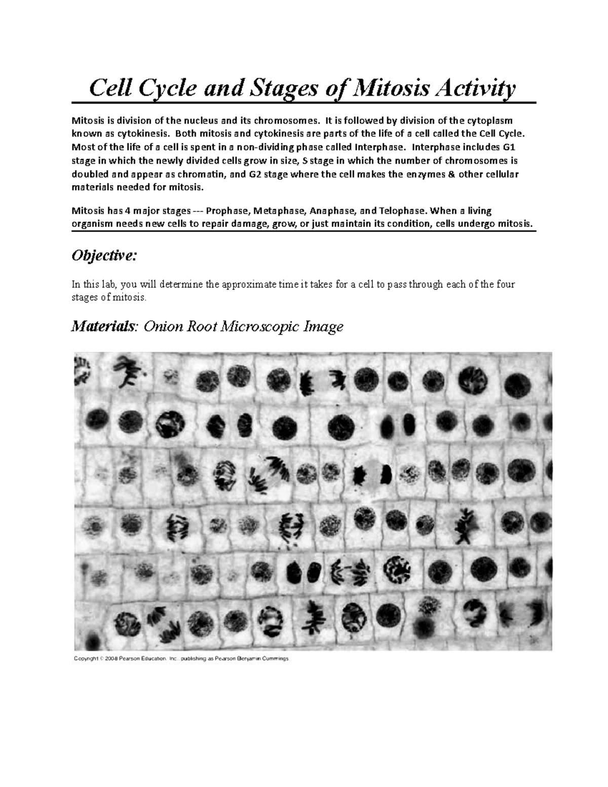 Mitosis Activity - answer - Cell Cycle and Stages of Mitosis Activity ...