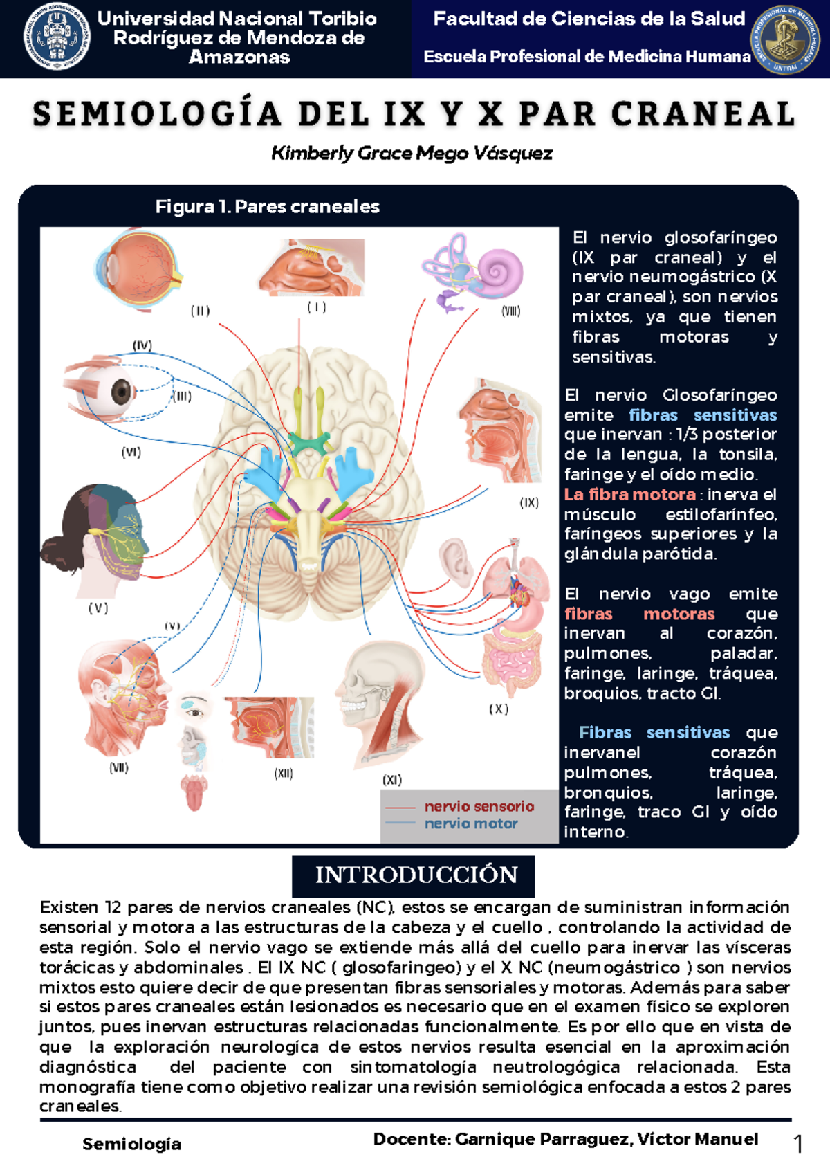 Semiología del IX y X par craneal-Kimberly Mego - INTRODUCCIÓN Figura 1. Pares craneales El ...