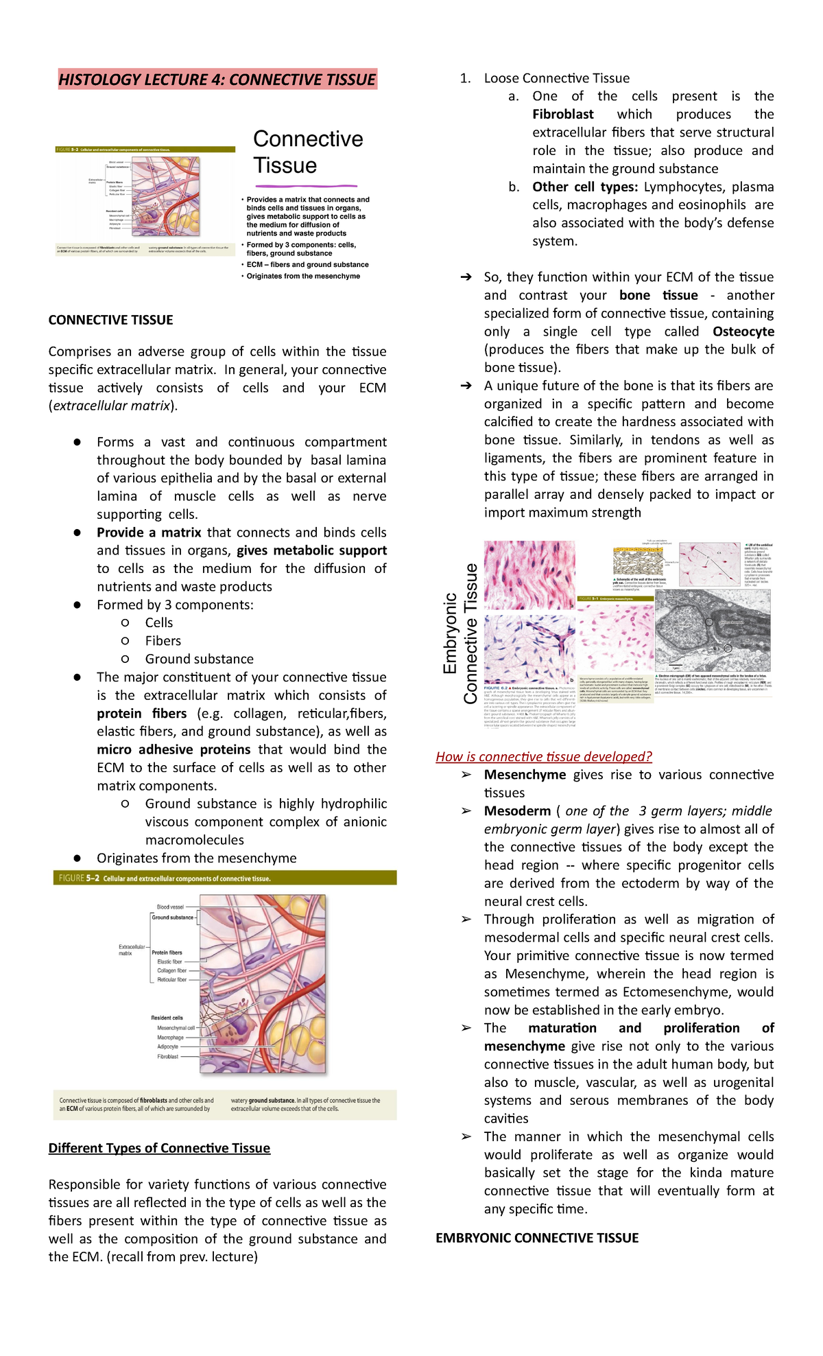 Histology - Connective Tissue - Studocu