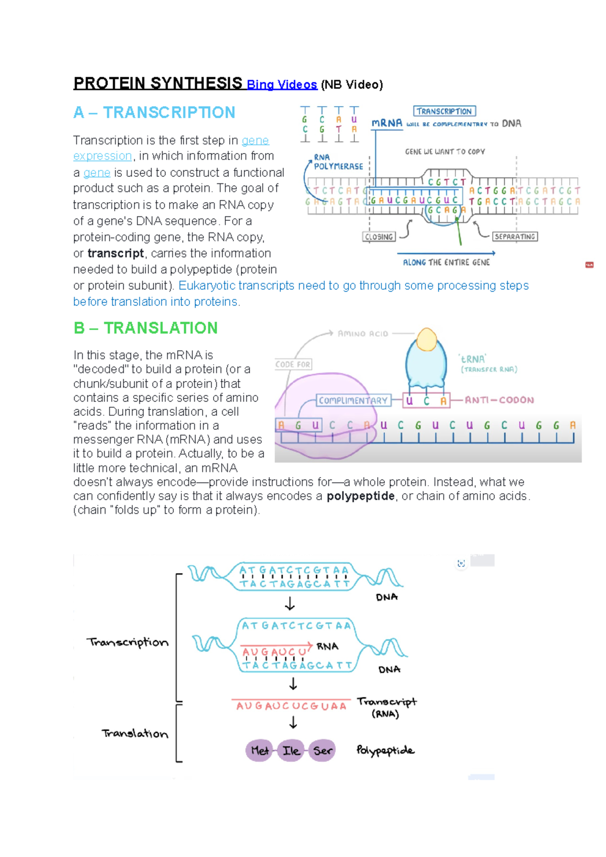 Protein Synthesis - Bio 124, genetics module - PROTEIN SYNTHESIS Bing ...