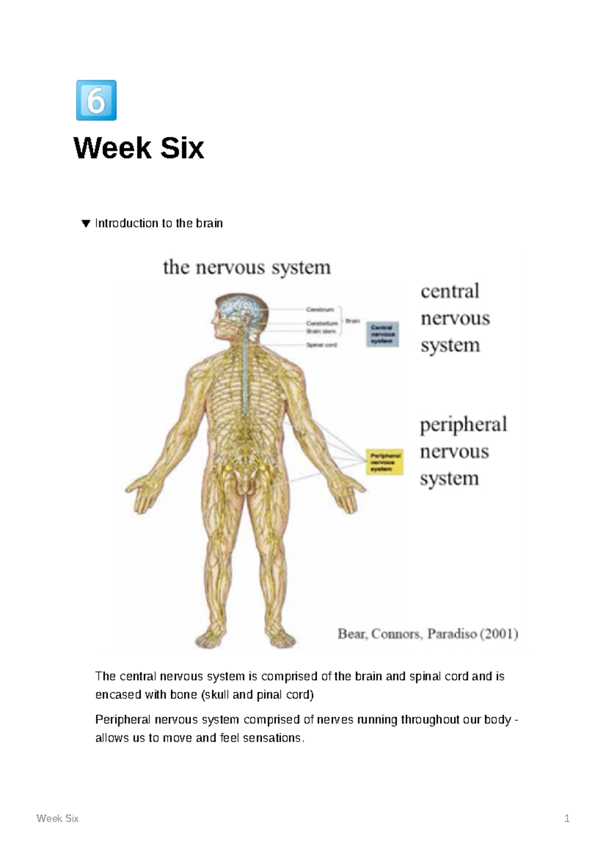 The brain, neurone and neurotransmitters - 󾠳 Week Six Introduction to ...
