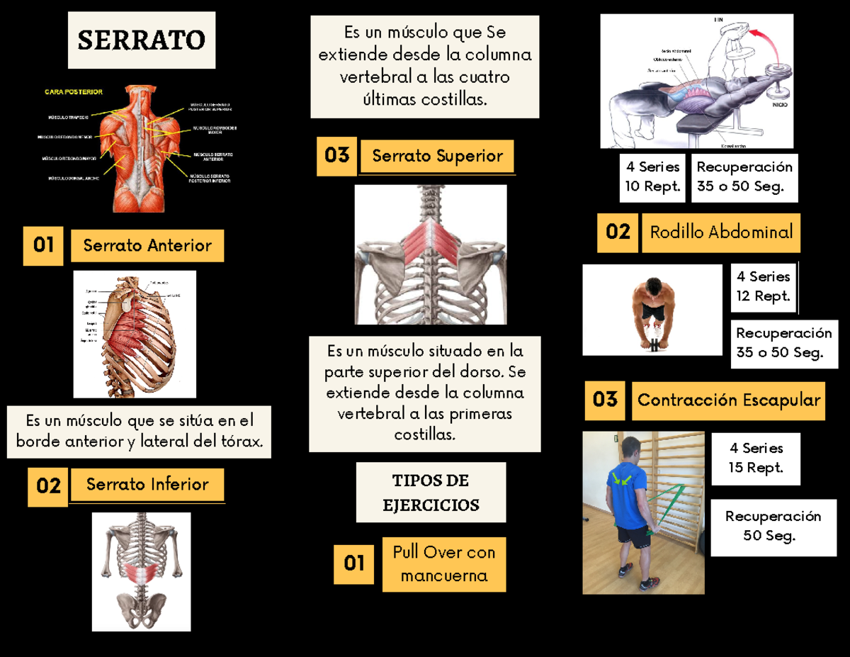 Recto Abdominal. - SERRATO 01 Serrato Anterior Es un músculo que se ...