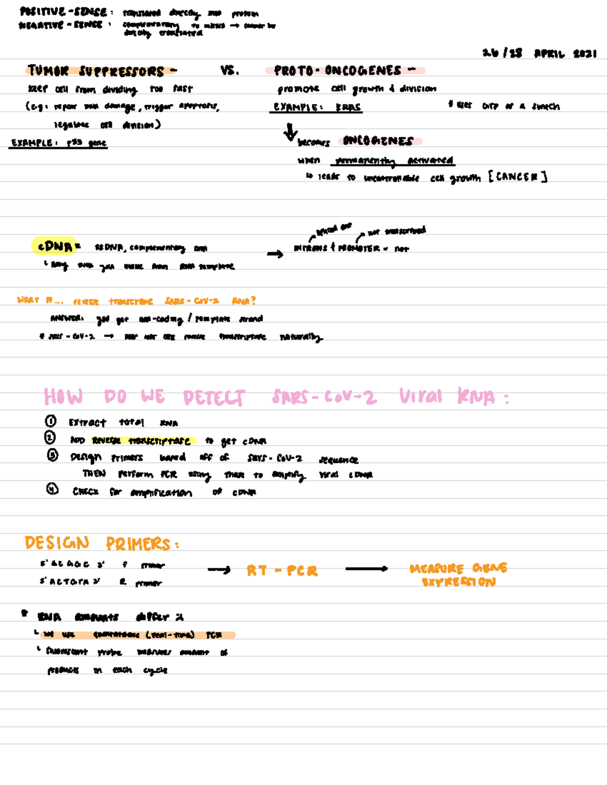 Proto-oncogenes - Dr. Hsu - POSITIVE SENSE : translated directly into ...