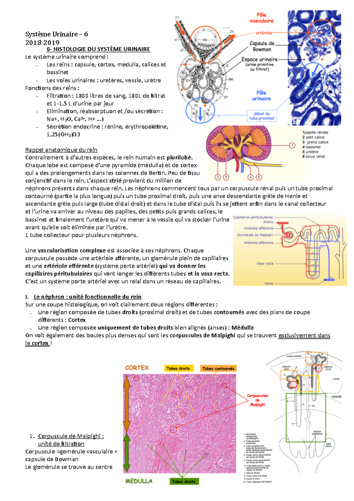 6. Histologie - Warning: TT: undefined function: 32 1 Système Urinaire – 6 2018- 6- HISTOLOGIE ...