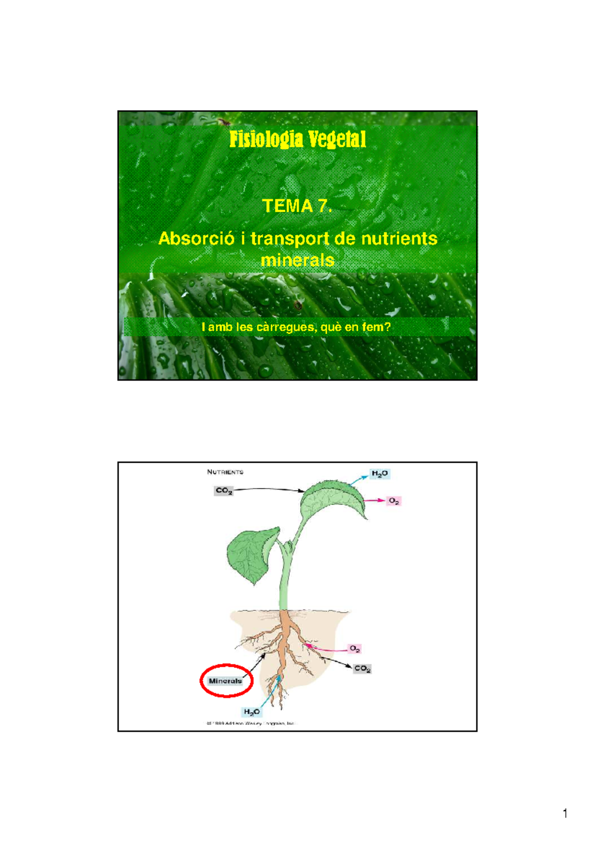 Apuntes fisiología vegetal Tema 1 al 30. - Fisiología Vegetal - UIB ...