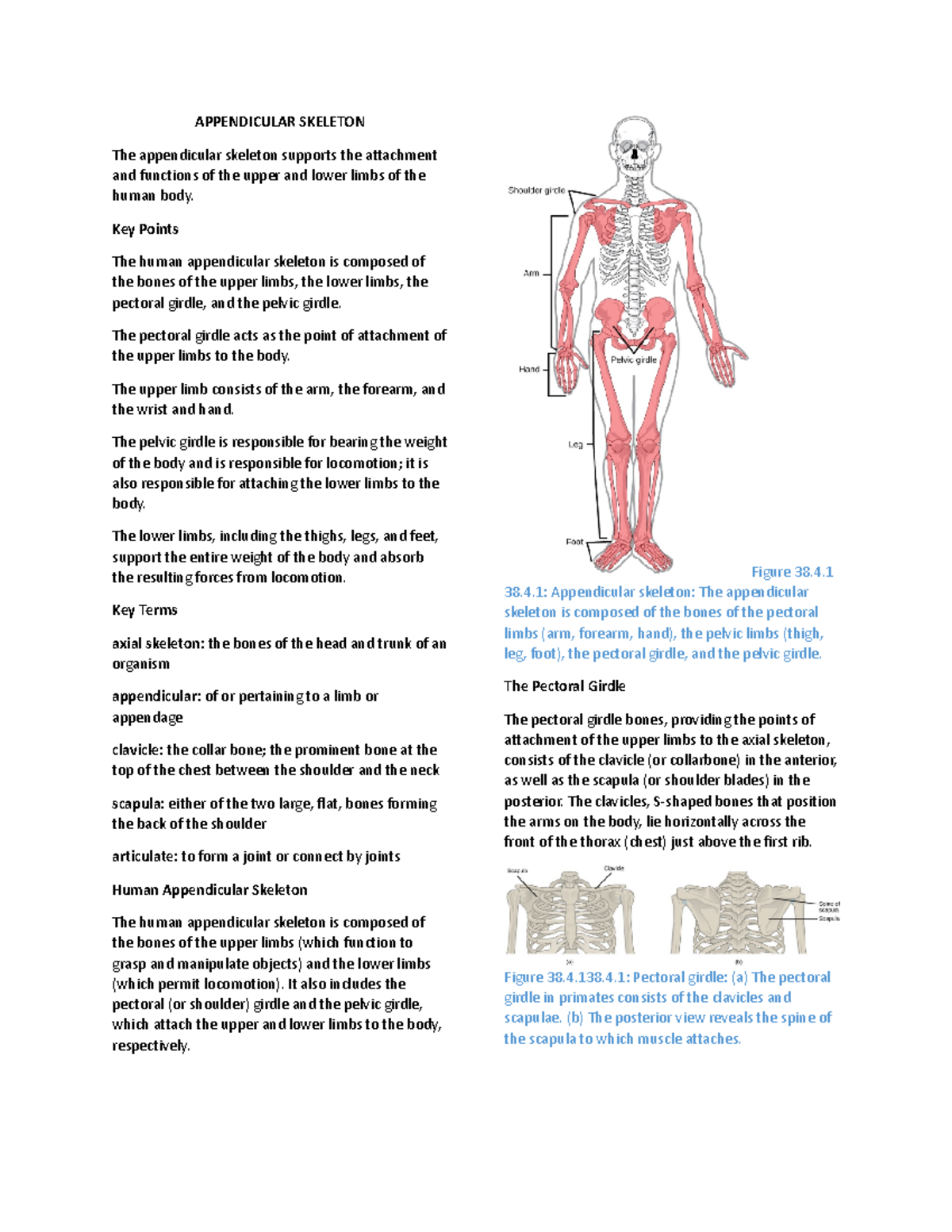 Appendicular Skeleton - Key Points The human appendicular skeleton is ...