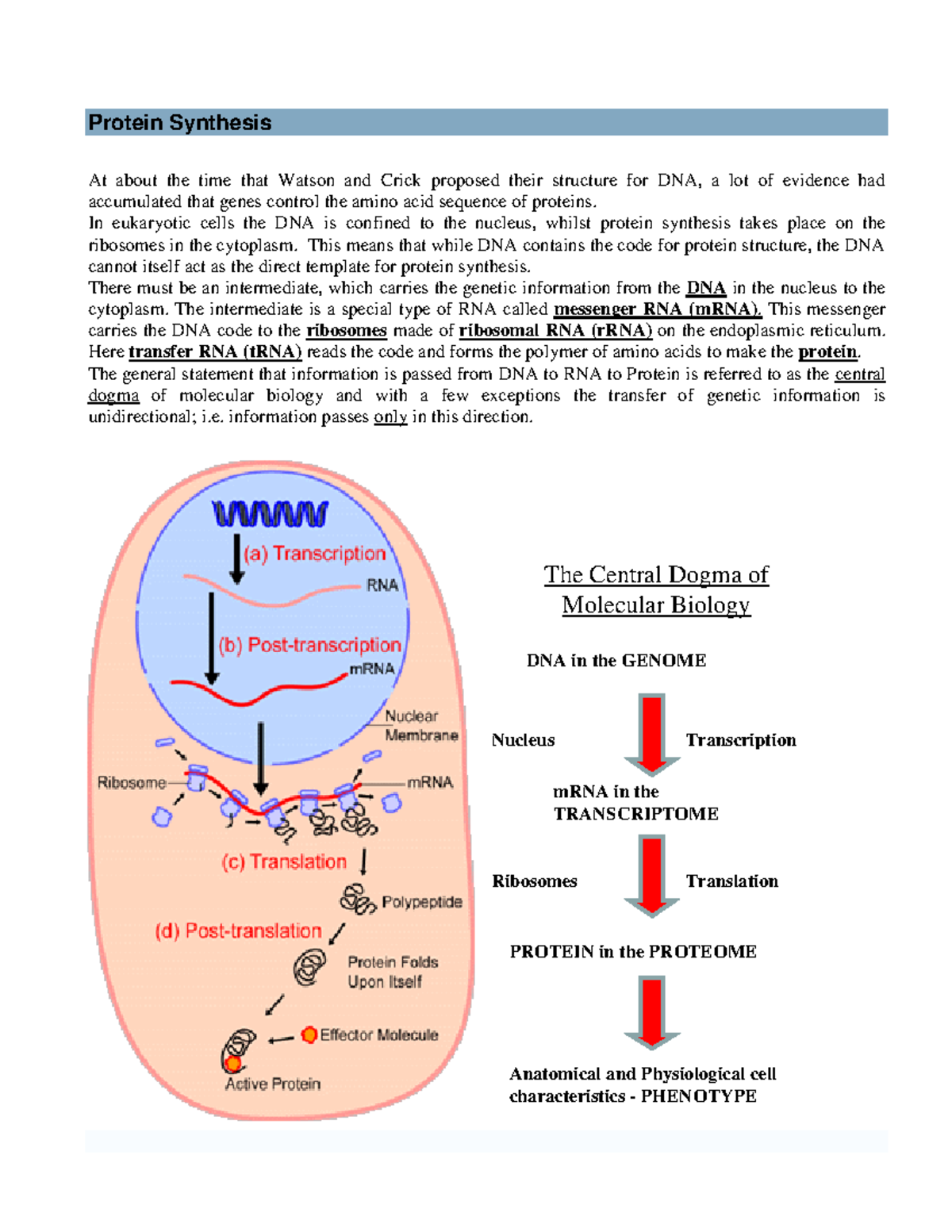 Protein Synthesis - In eukaryotic cells the DNA is confined to the ...