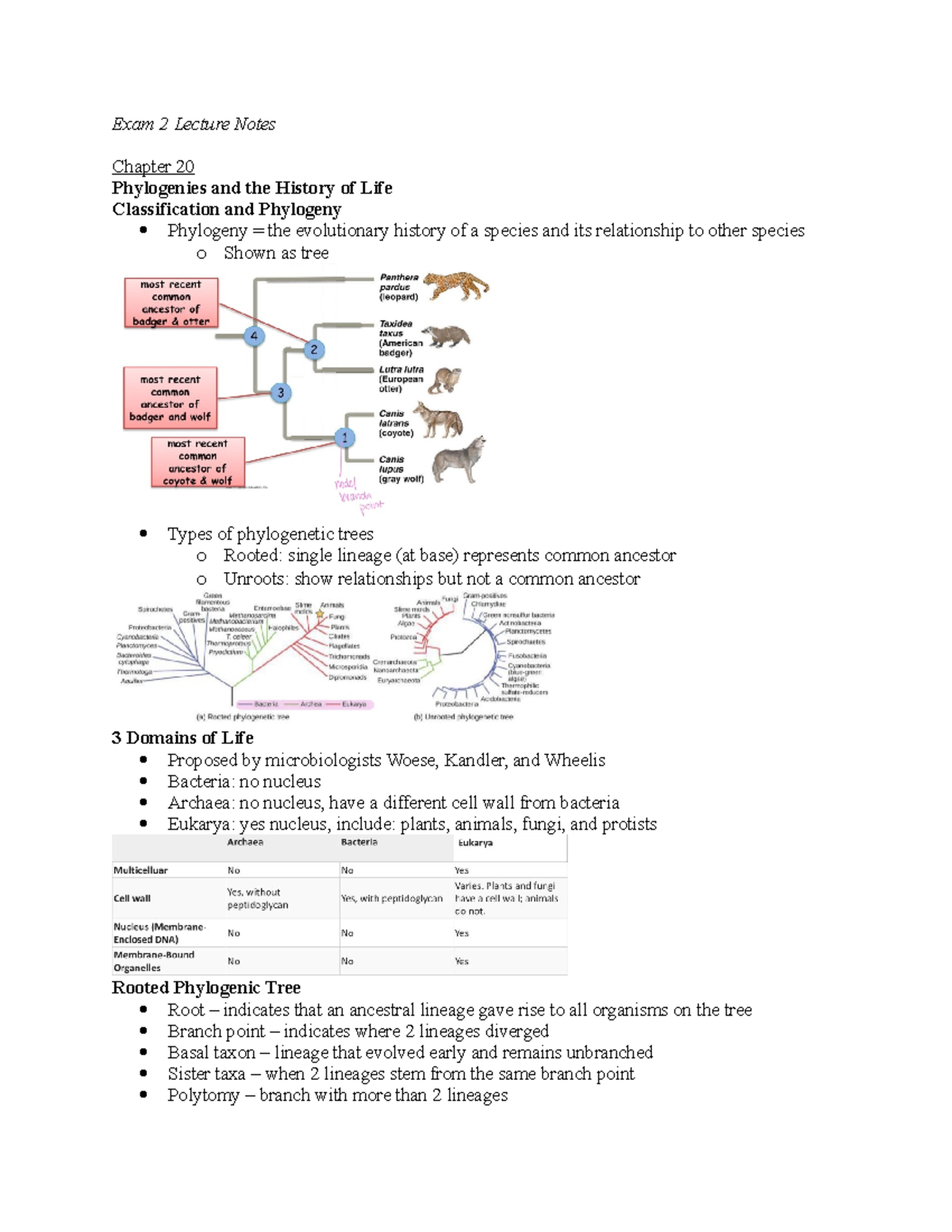 Exam 2 Lecture Notes - Exam 2 Lecture Notes Chapter 20 Phylogenies and ...