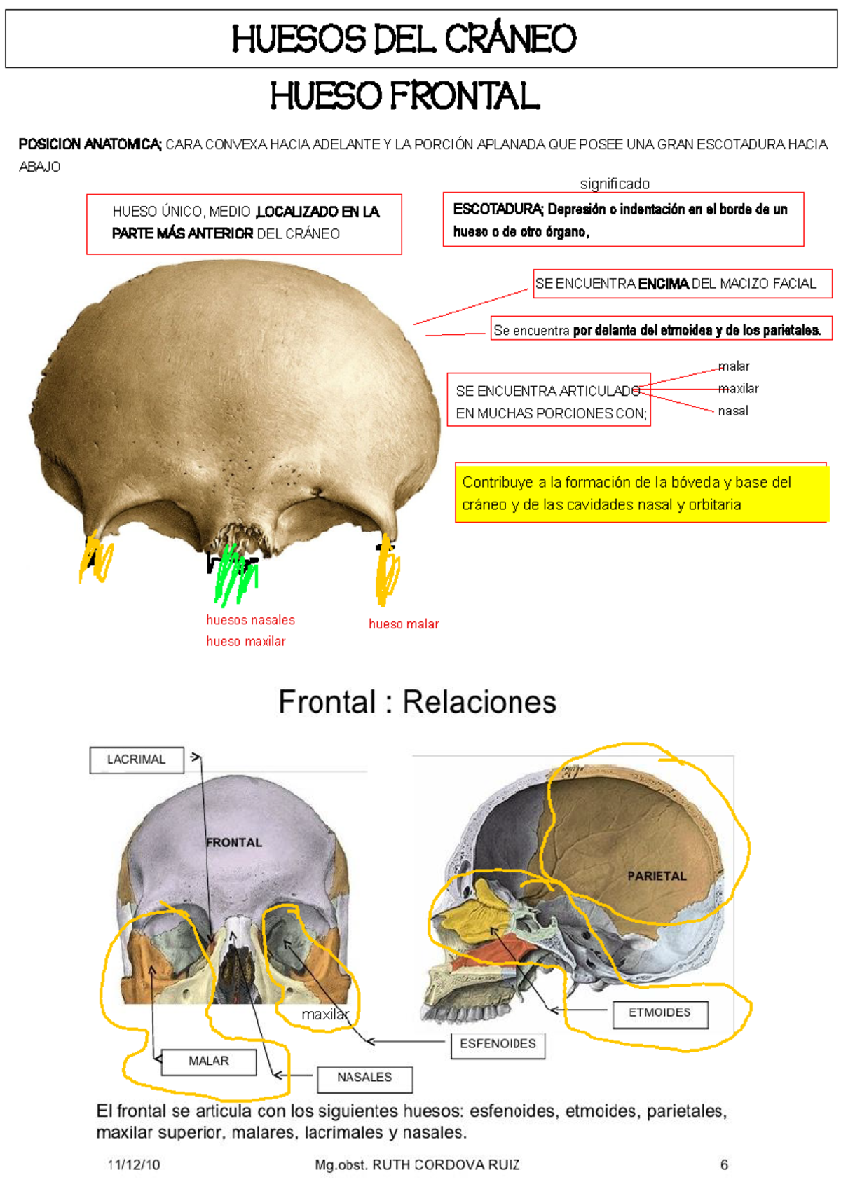 Hueso Frontal Parte Exocraneal - Anatomia I - Studocu