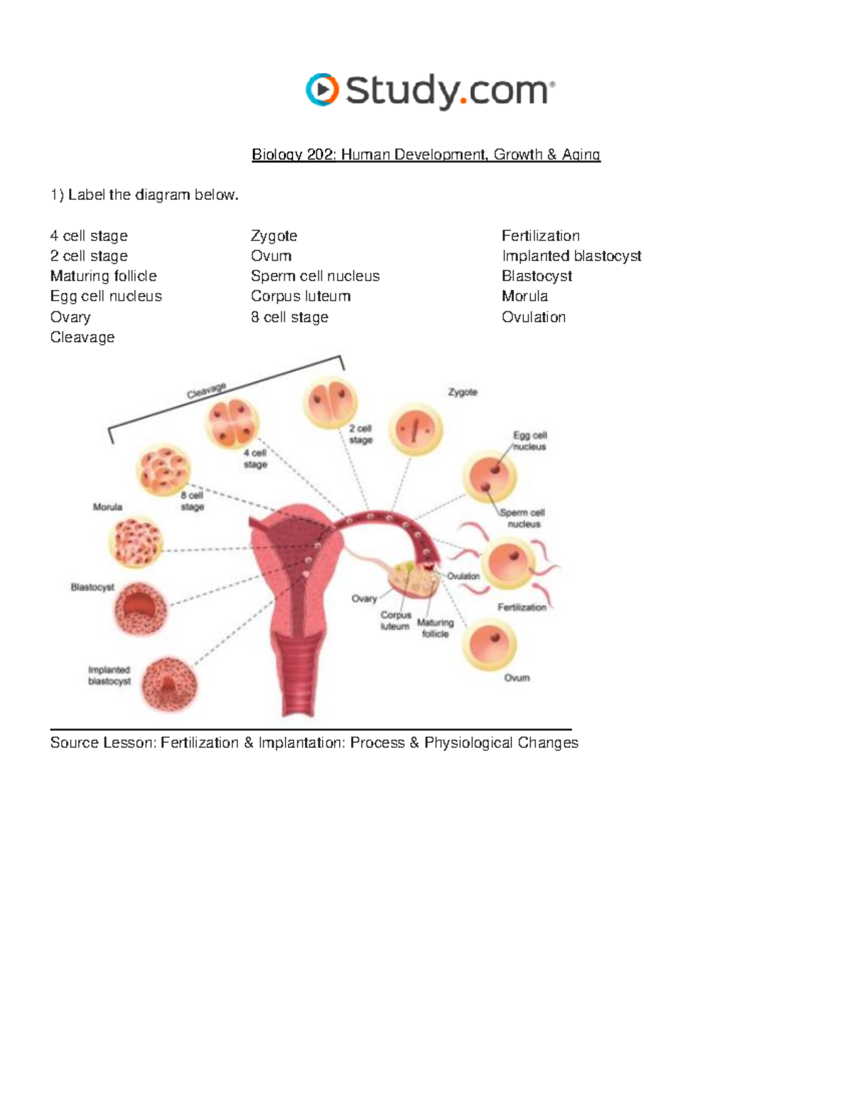 BIO202 CH3 - BIO 201 Worksheet answers - Biology 202: Human Development ...