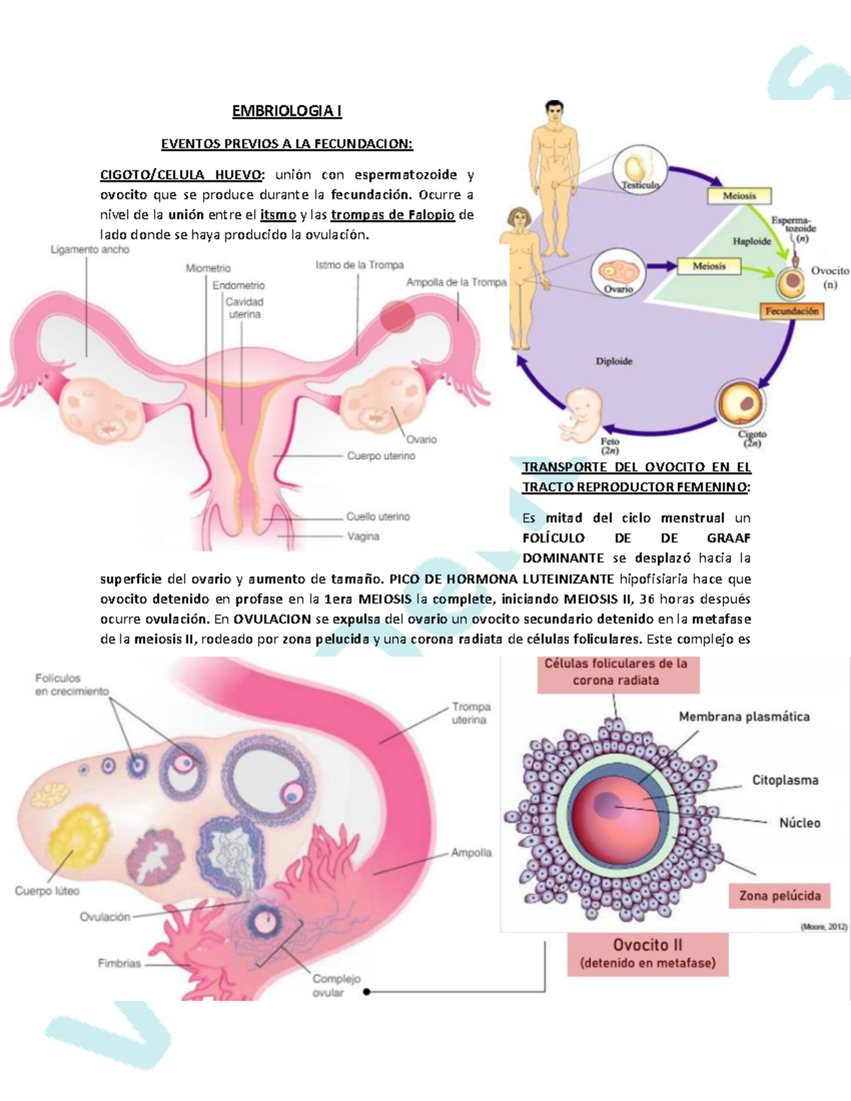 Embriologia I - embrilogia - EMBRIOLOGIA I EVENTOS PREVIOS A LA ...