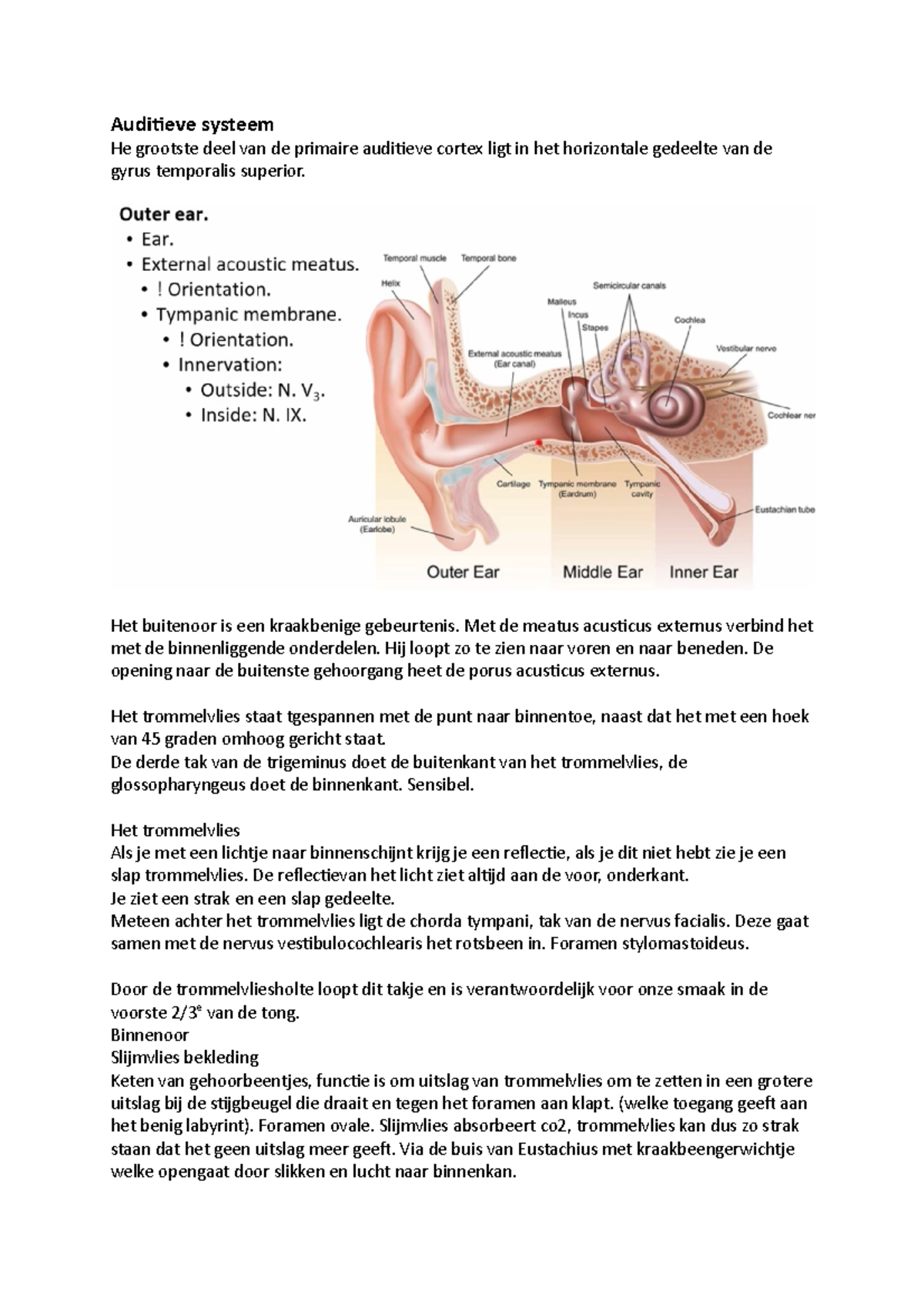 Hersenstam (Bewustzijn, slaap en syncope) - Auditieve systeem He ...
