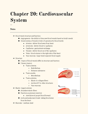 Bio Ch. 17 Endocrine - Chapter 17: Endocrine System ___ Hormones ...