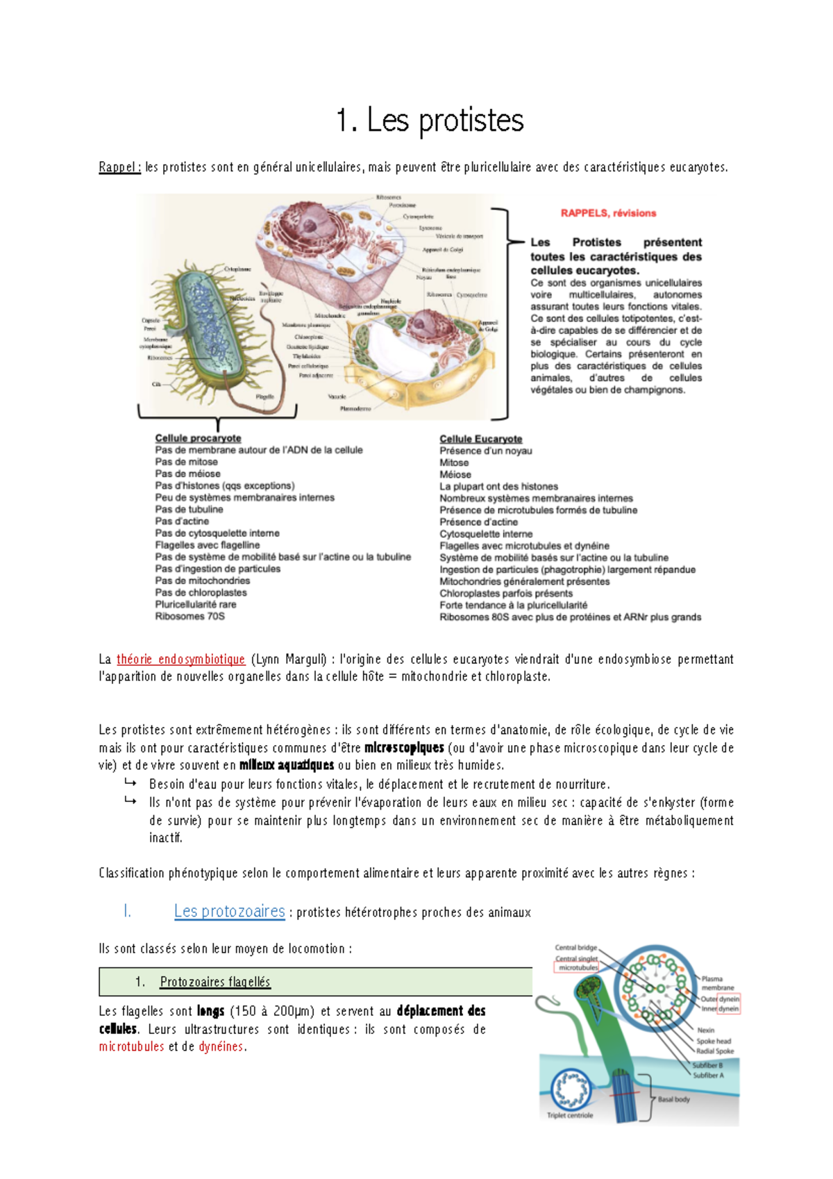 1. Protiste (CHOQUER) - 1. Les protistes Rappel : les protistes sont en ...