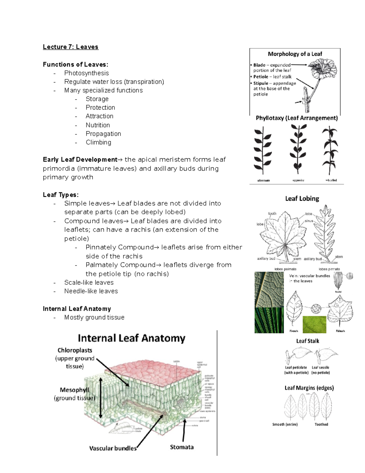 Bot 121 Midterm 2 - Summary General Botany - Lecture 7: Leaves ...