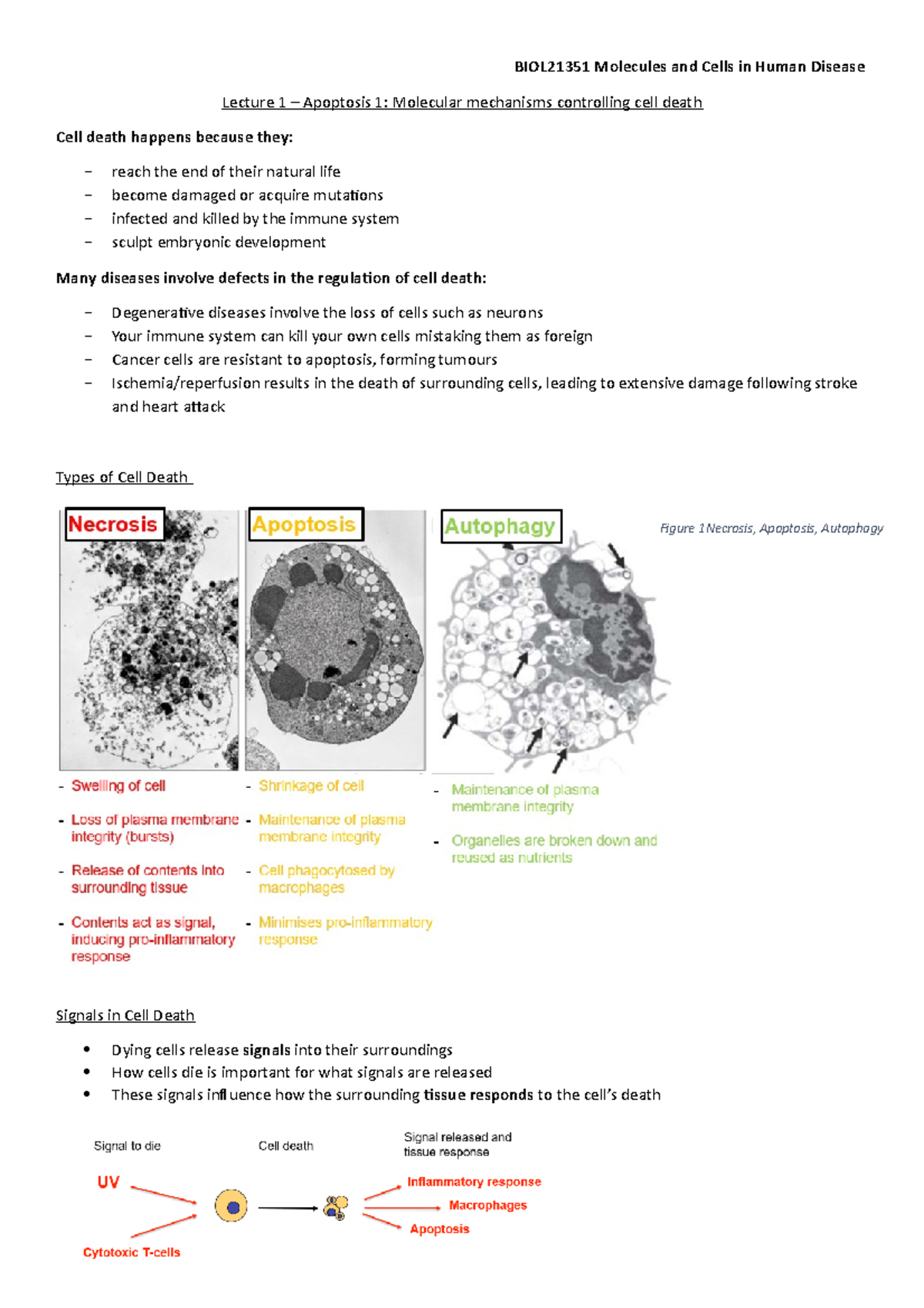 Lecture 1 – Apoptosis 1 Molecular mechanisms controlling cell death ...