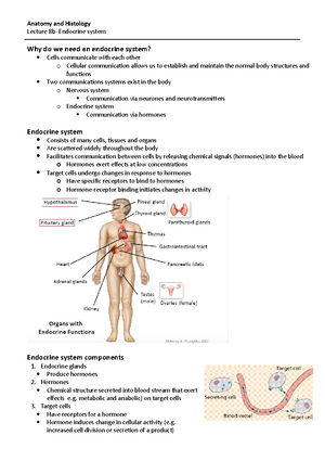 Copy of Endocrine Glands - CHAPTER 20: ENDOCRINE GLANDS ENDOCRINE ...