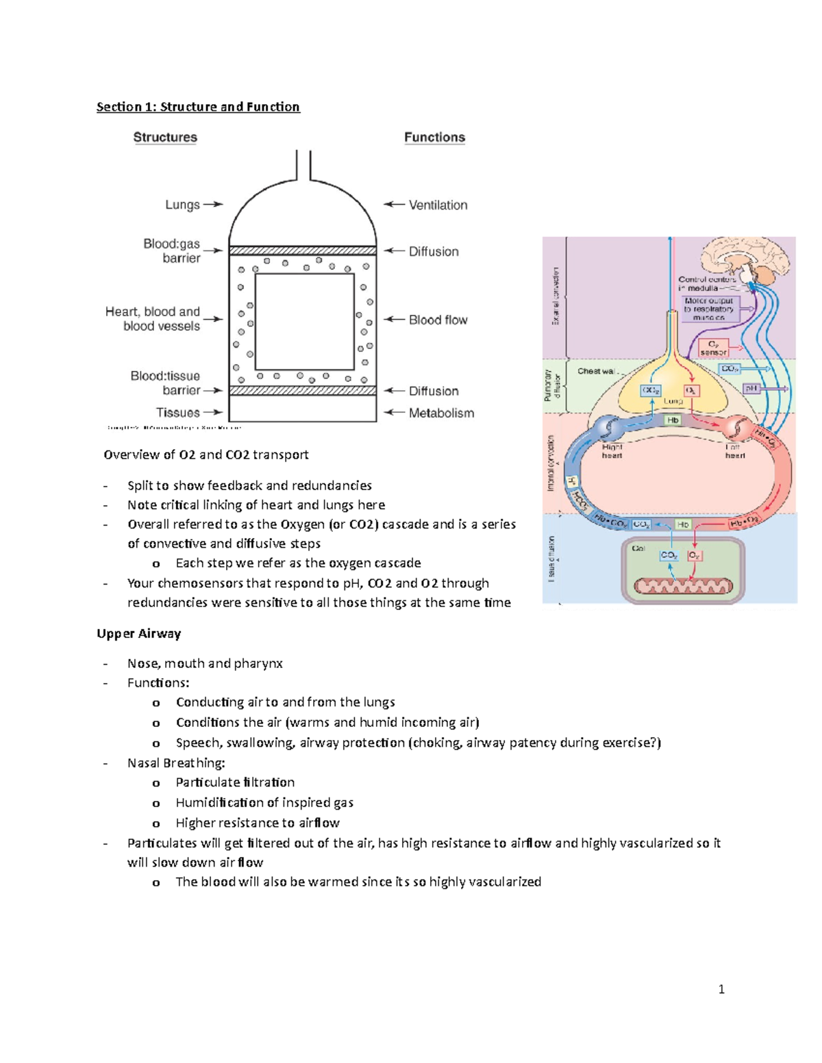 KIN 408 notes respiratory - Section 1: Structure and Function Overview ...
