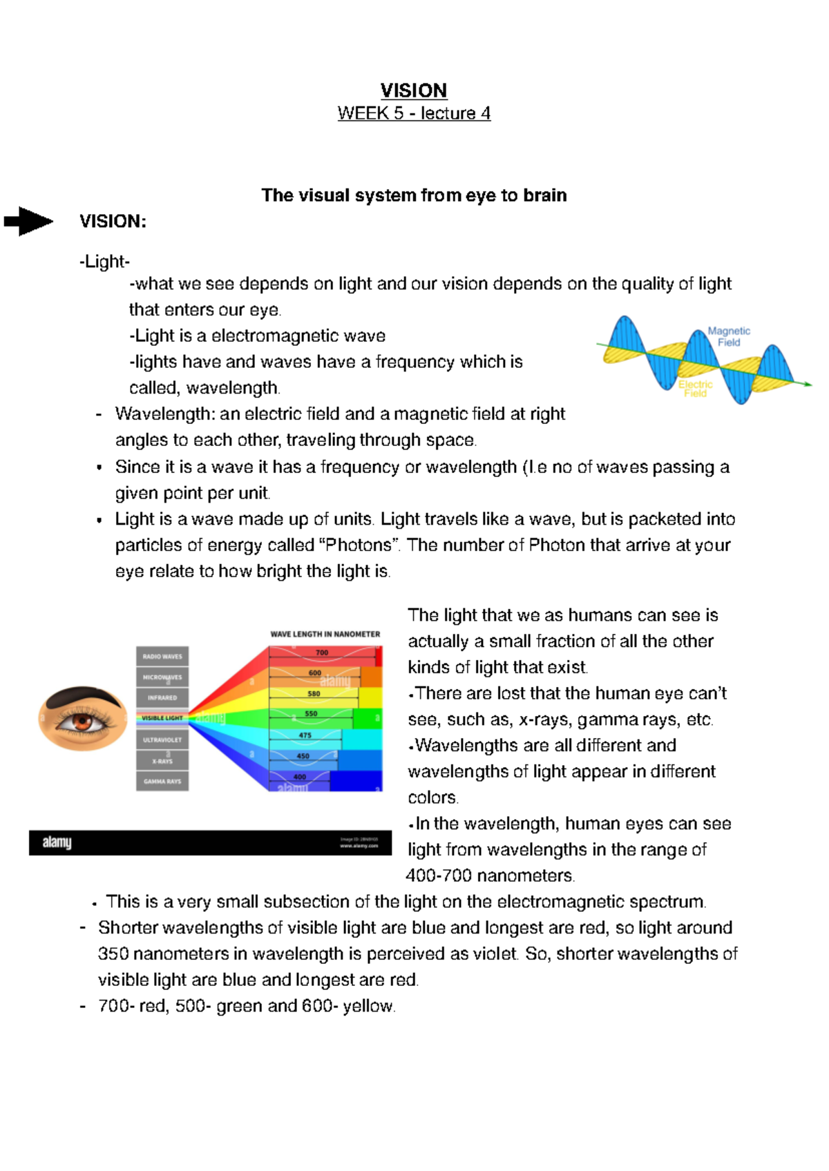 Biological Psychology - Vision - VISION WEEK 5 - lecture 4 The visual ...