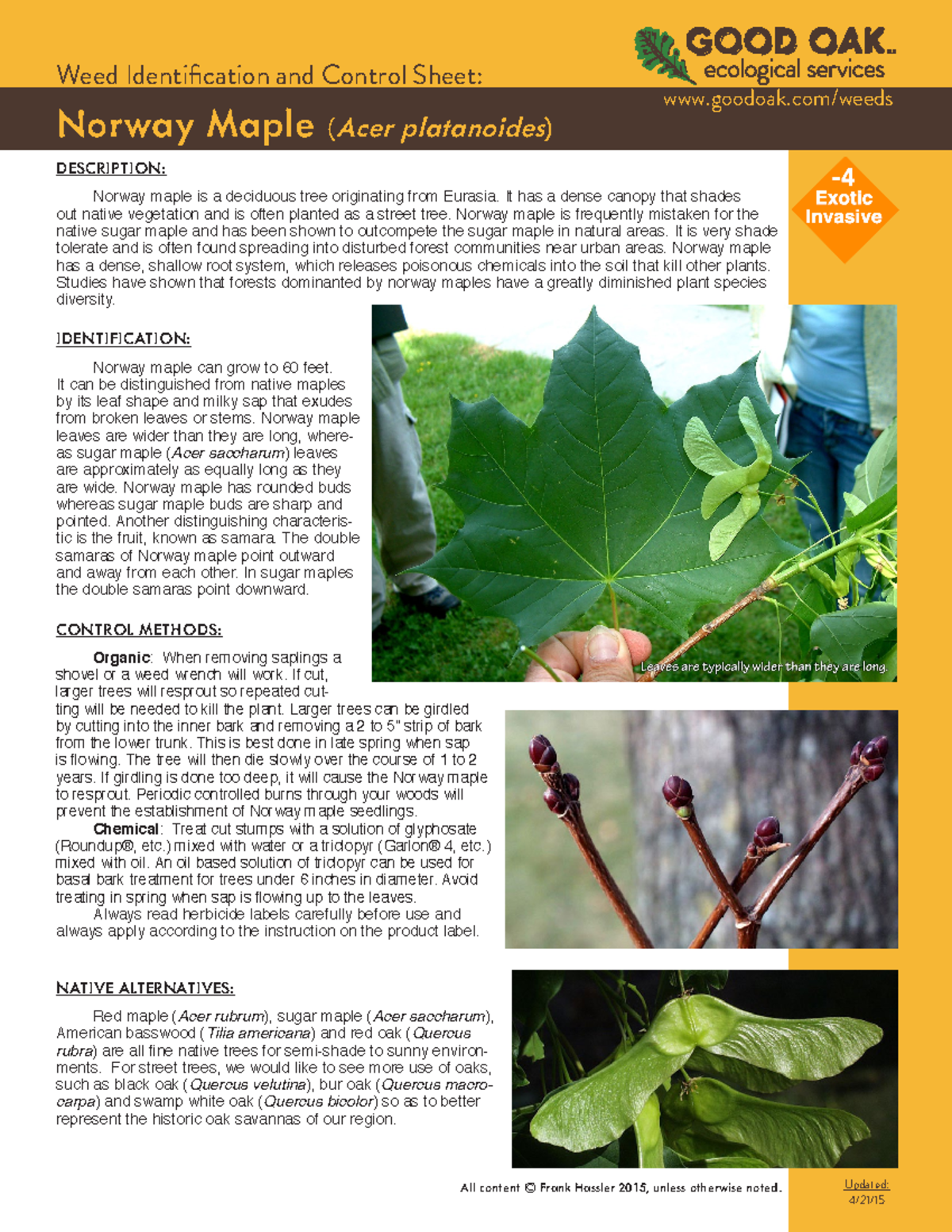 Norwaymaple - Research paper - DESCRIPTION: Norway maple is a deciduous ...